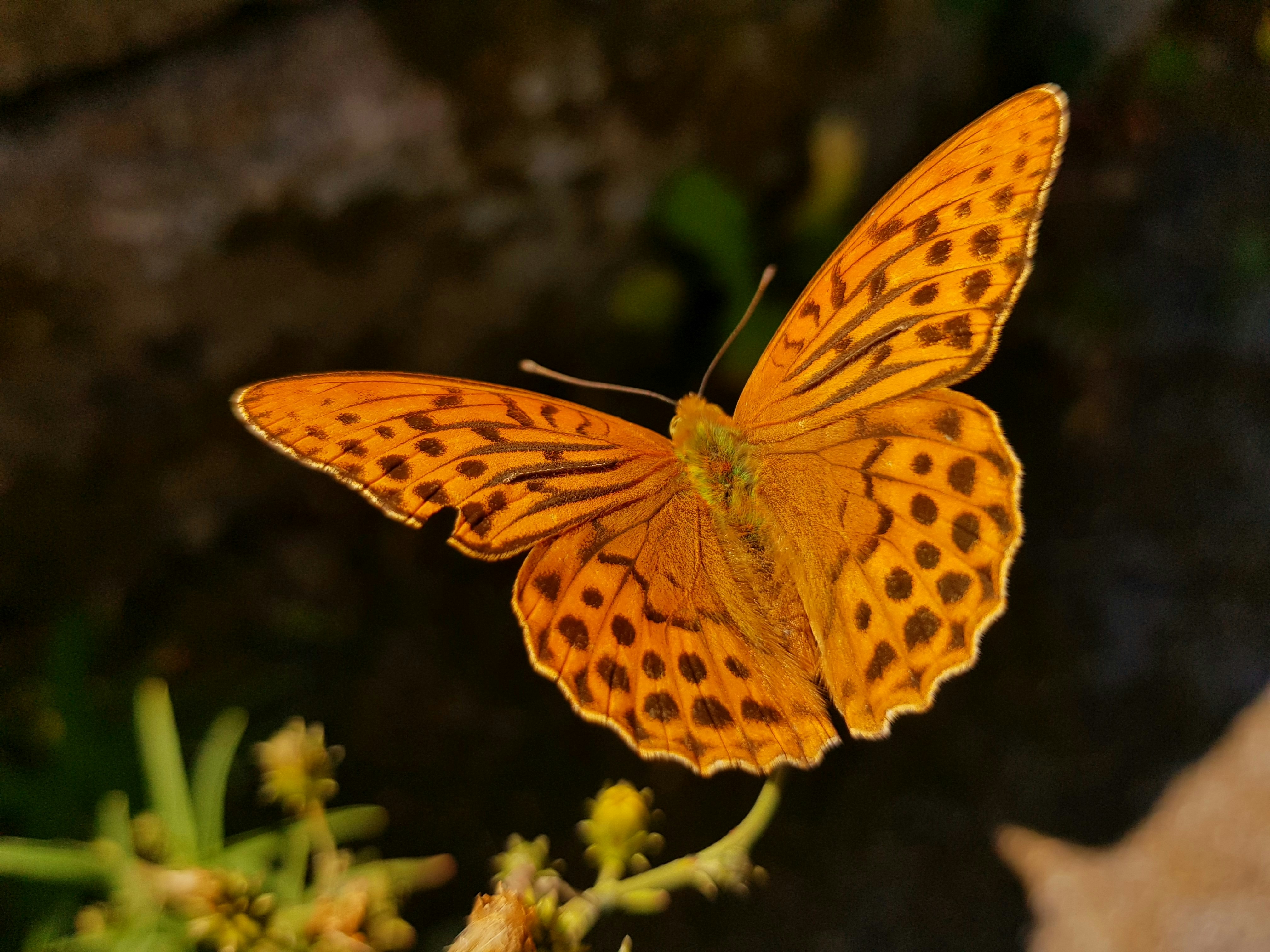 Orange butterfly with black spots on wings
