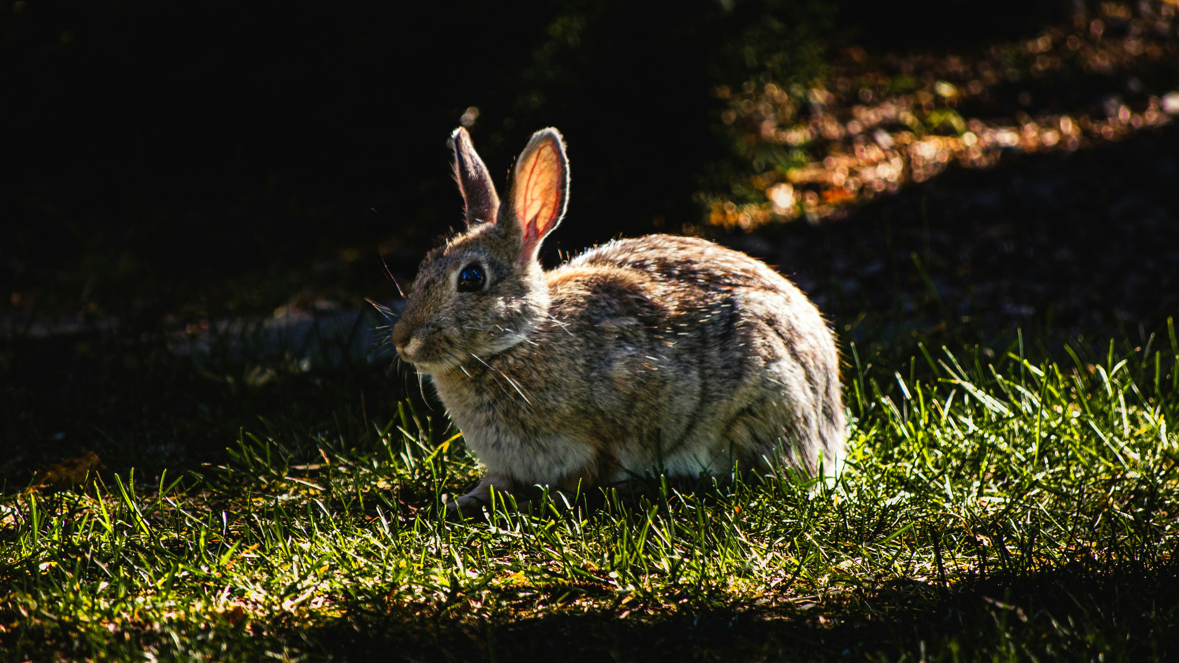 A close-up of a rabbit sitting on grass with dramatic lighting, emphasizing textures and natural tones. | A rabbit sits in the grass in sunlight.