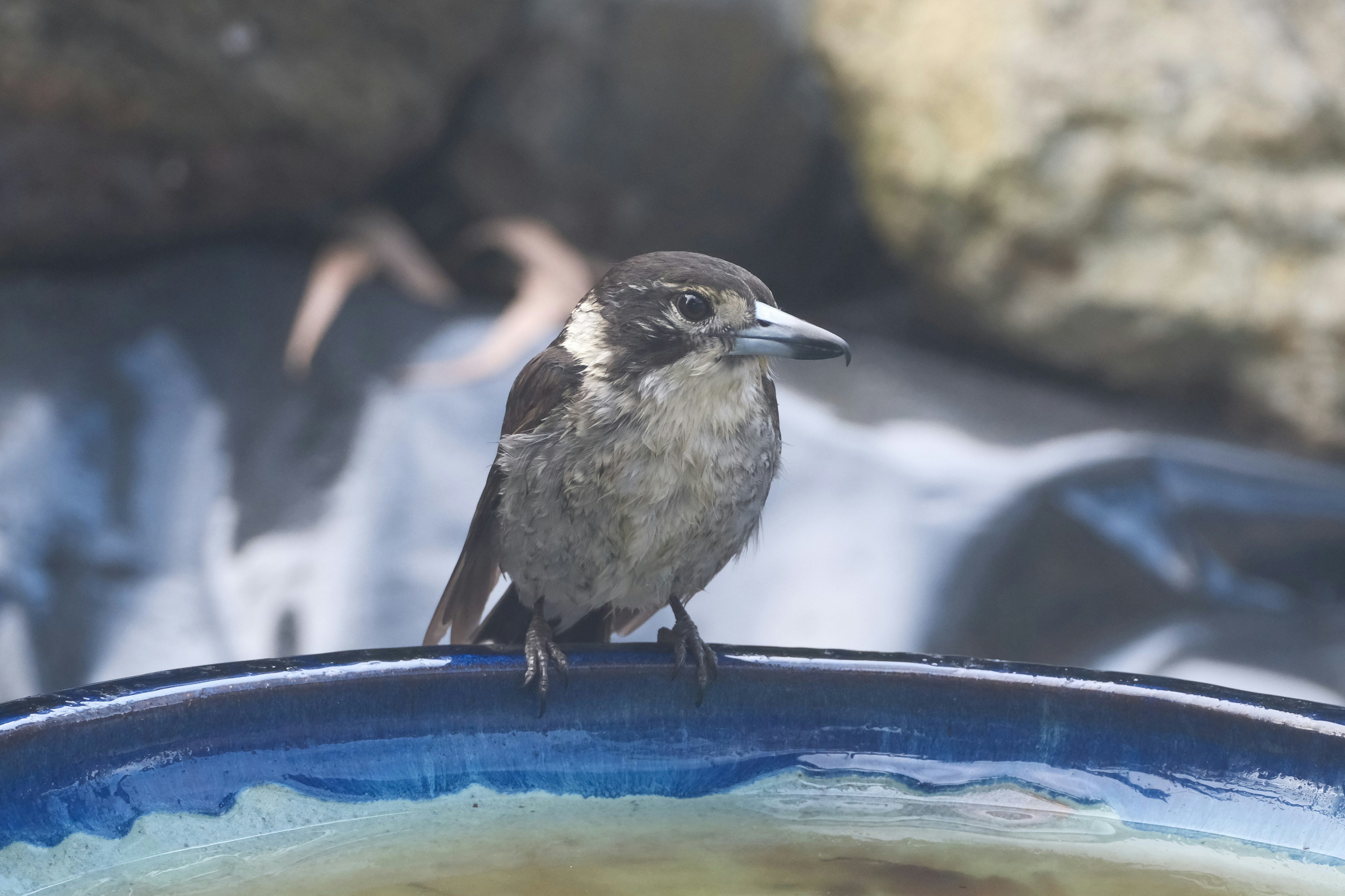 A Feathered Visitor by the Water's Edge