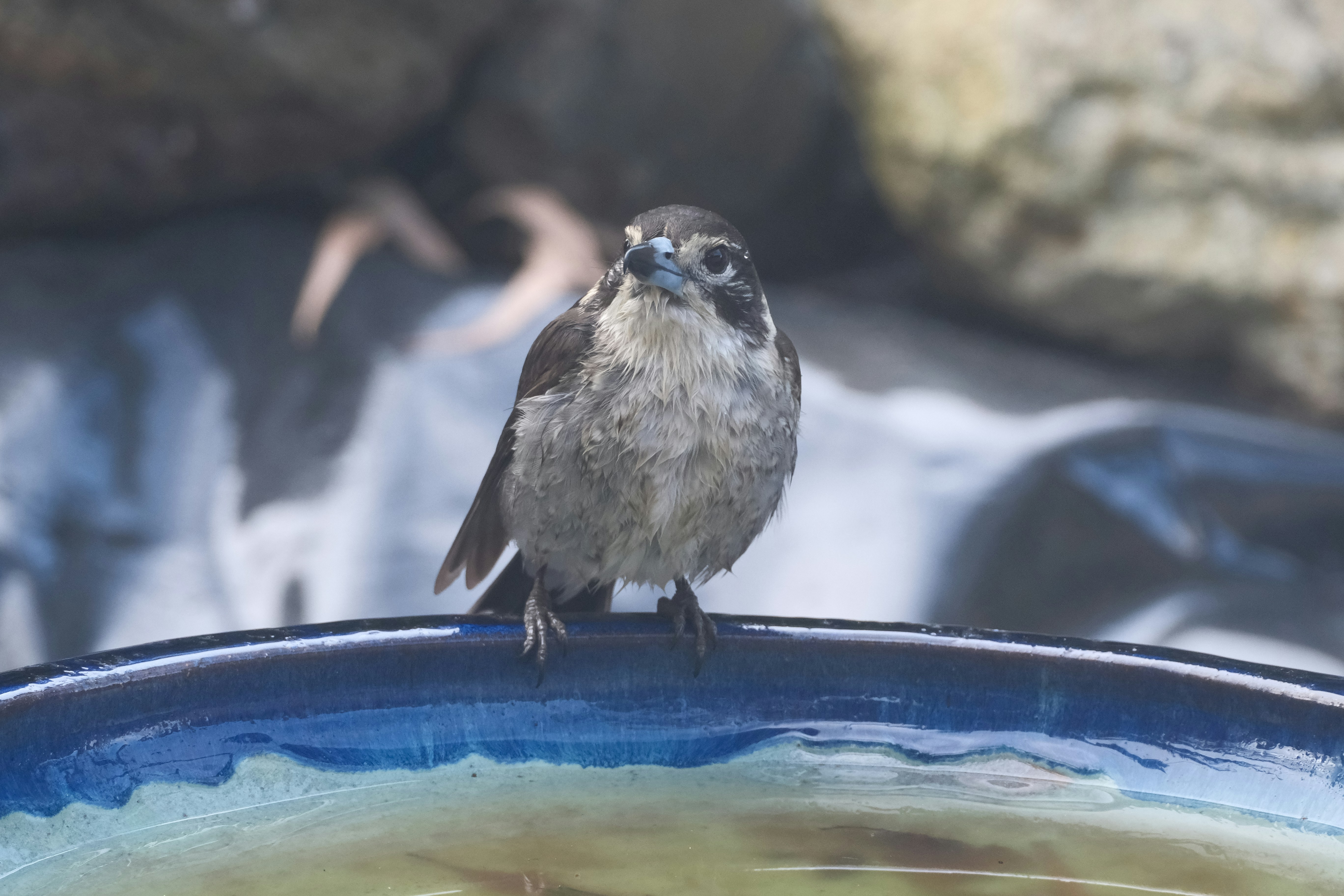 Sparrow at the Rim: a quiet perch above cobalt glaze