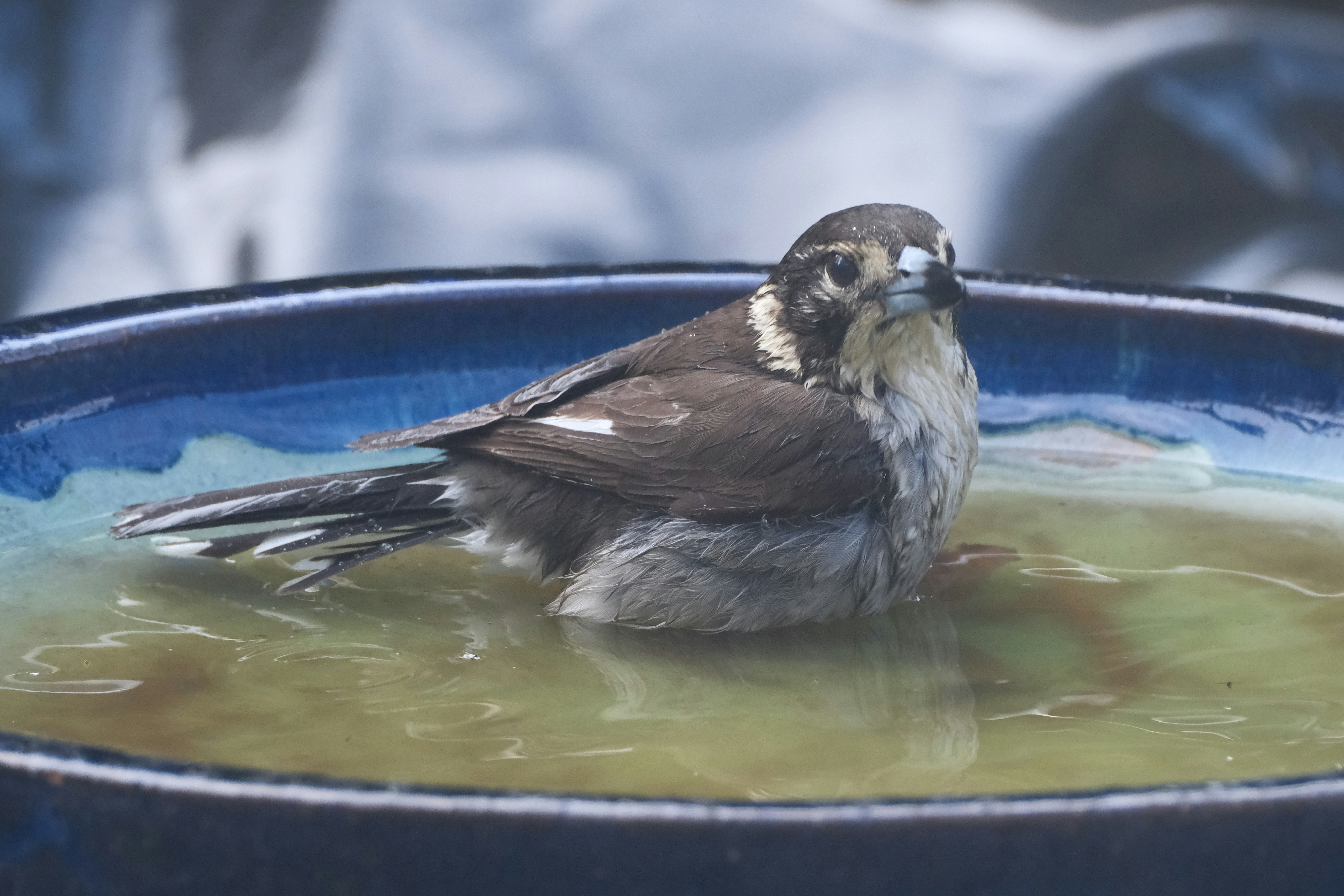 A small bird bathes in a blue bird bath.