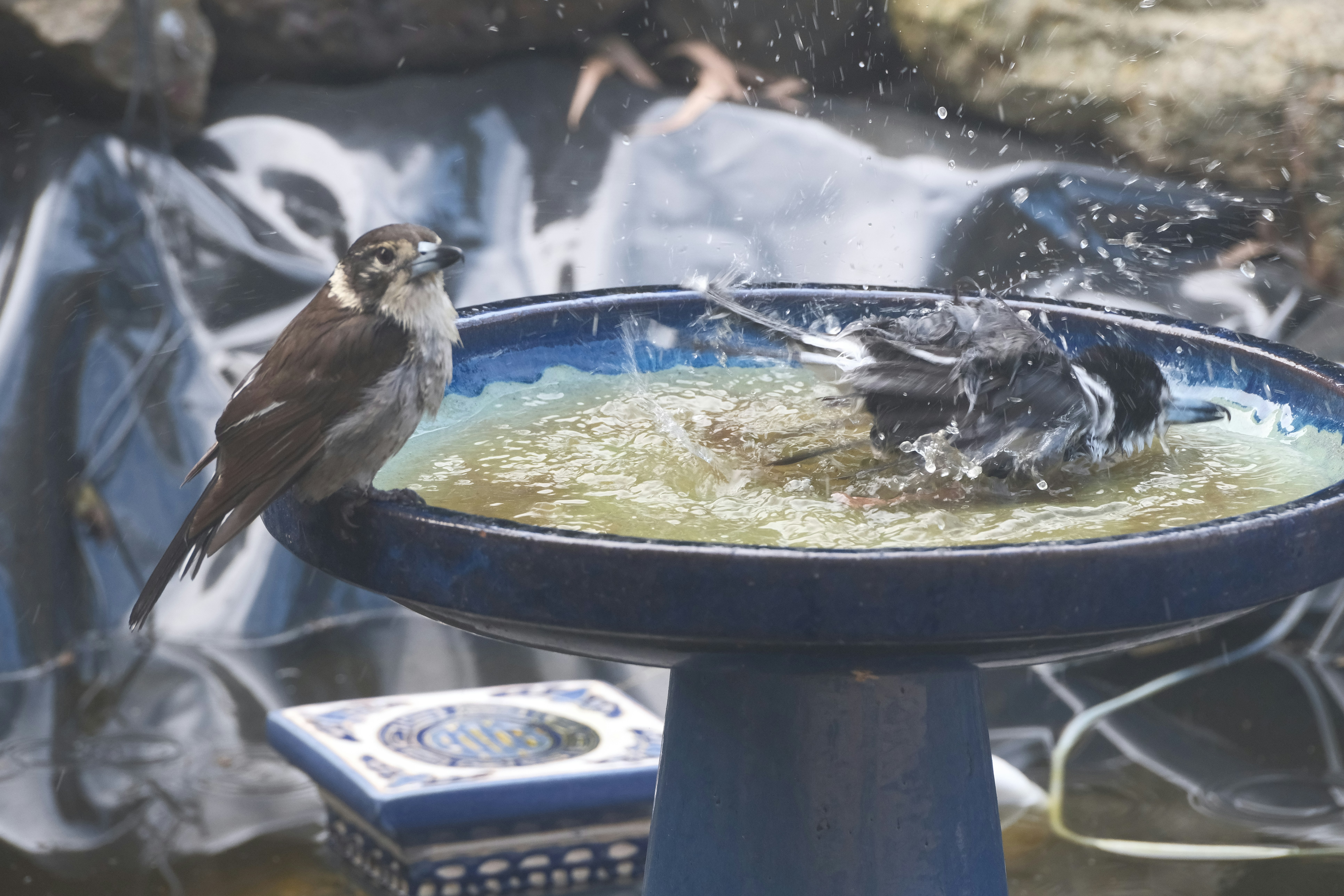 Sparrow Perched at a Weathered Blue Birdbath Amid a Splashing Moment