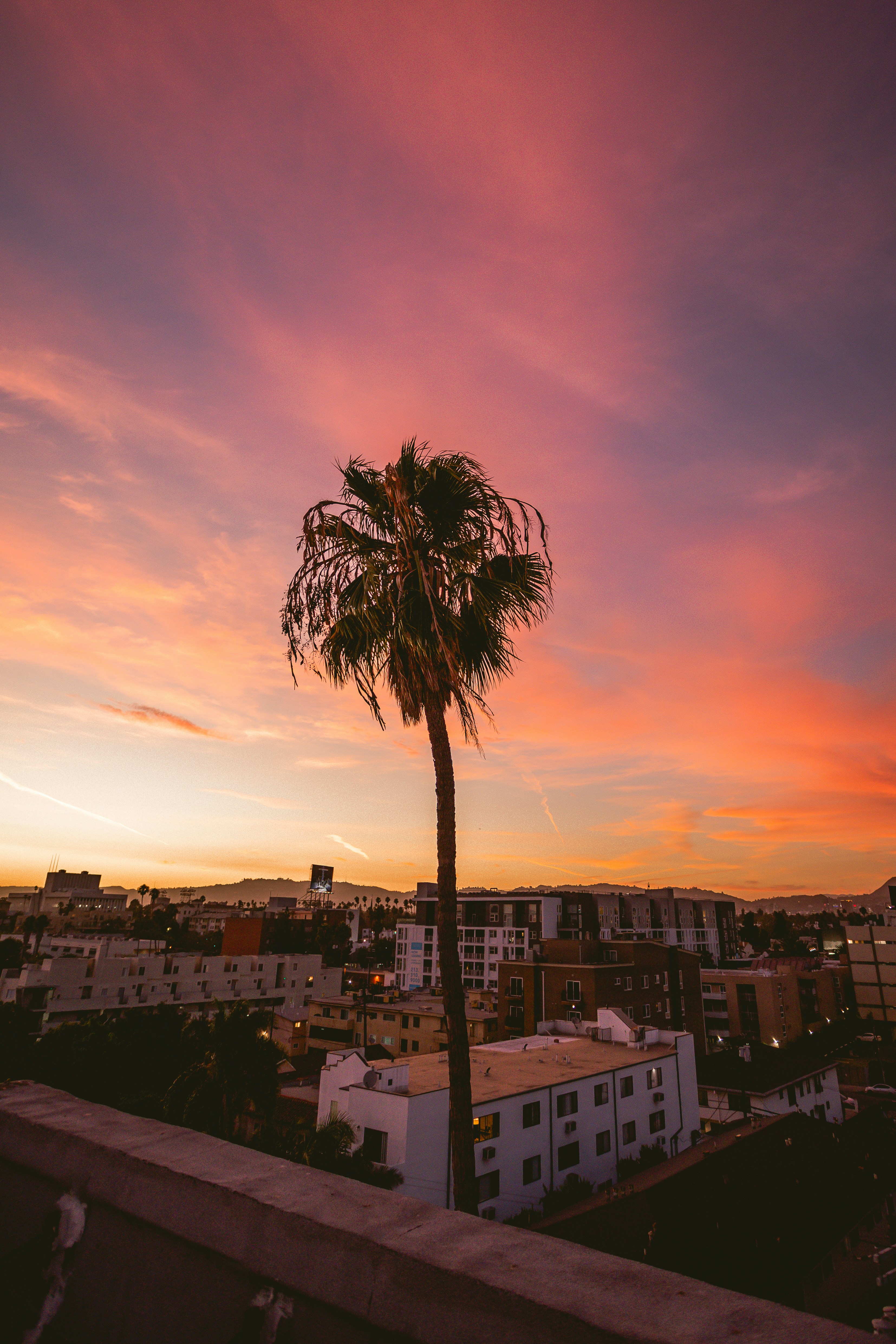 Palm Silhouette Against a Dusk Canvas