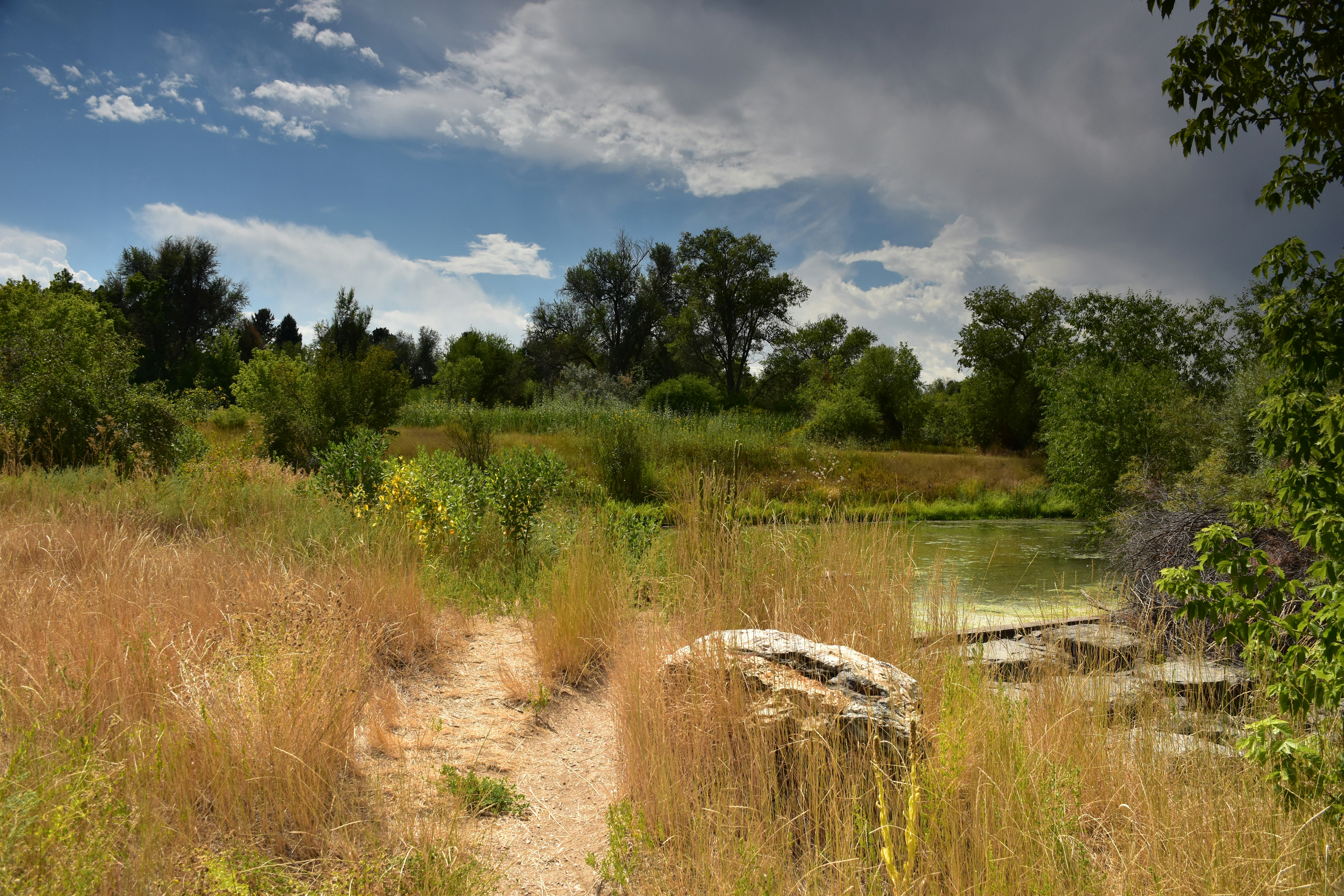 Lush greenery and tall grasses line a winding path leading to a serene pond, under a dynamic sky filled with clouds.