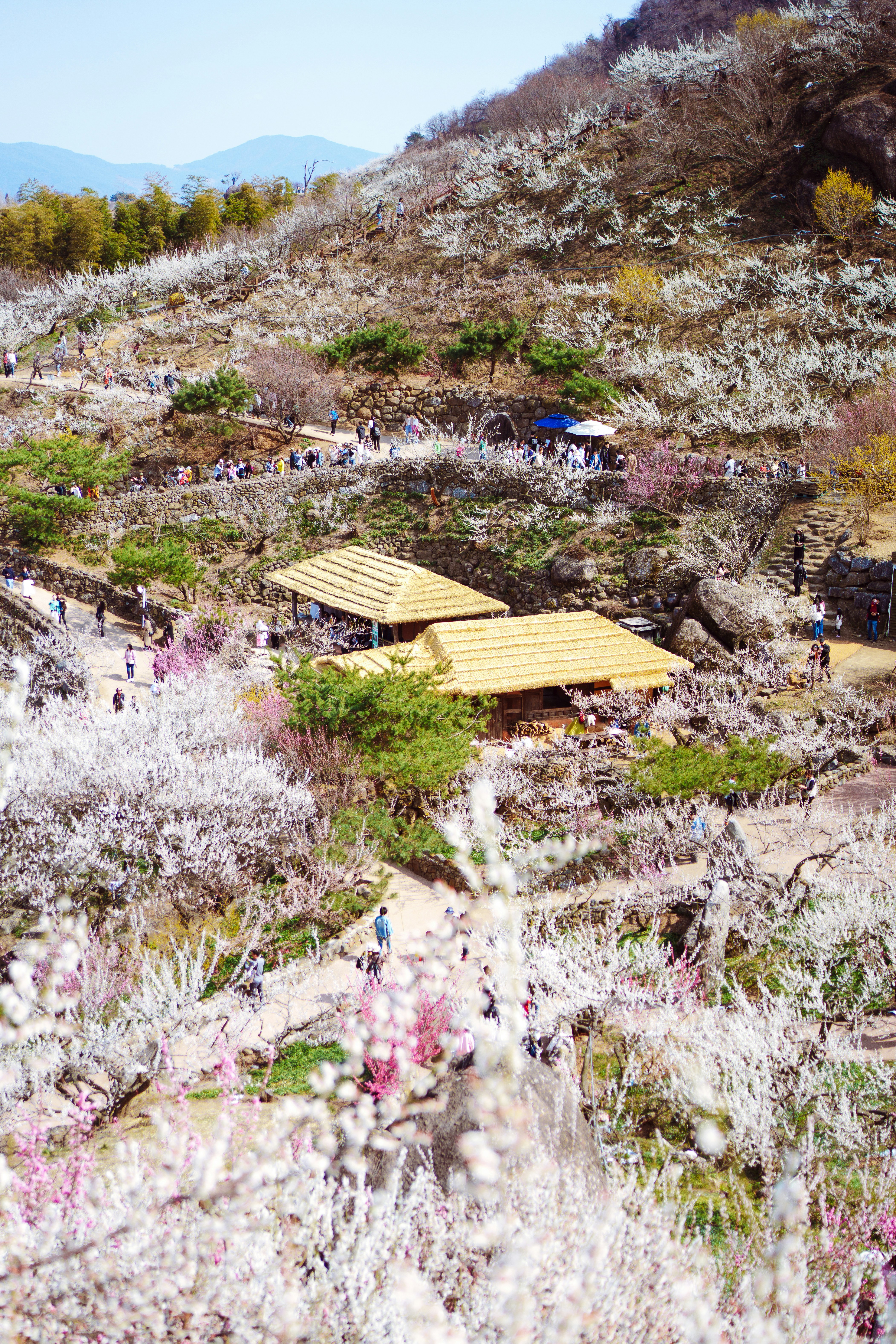 Terraced Bloomscape: Wooden Pavilions Amid a Sea of Spring Blossoms