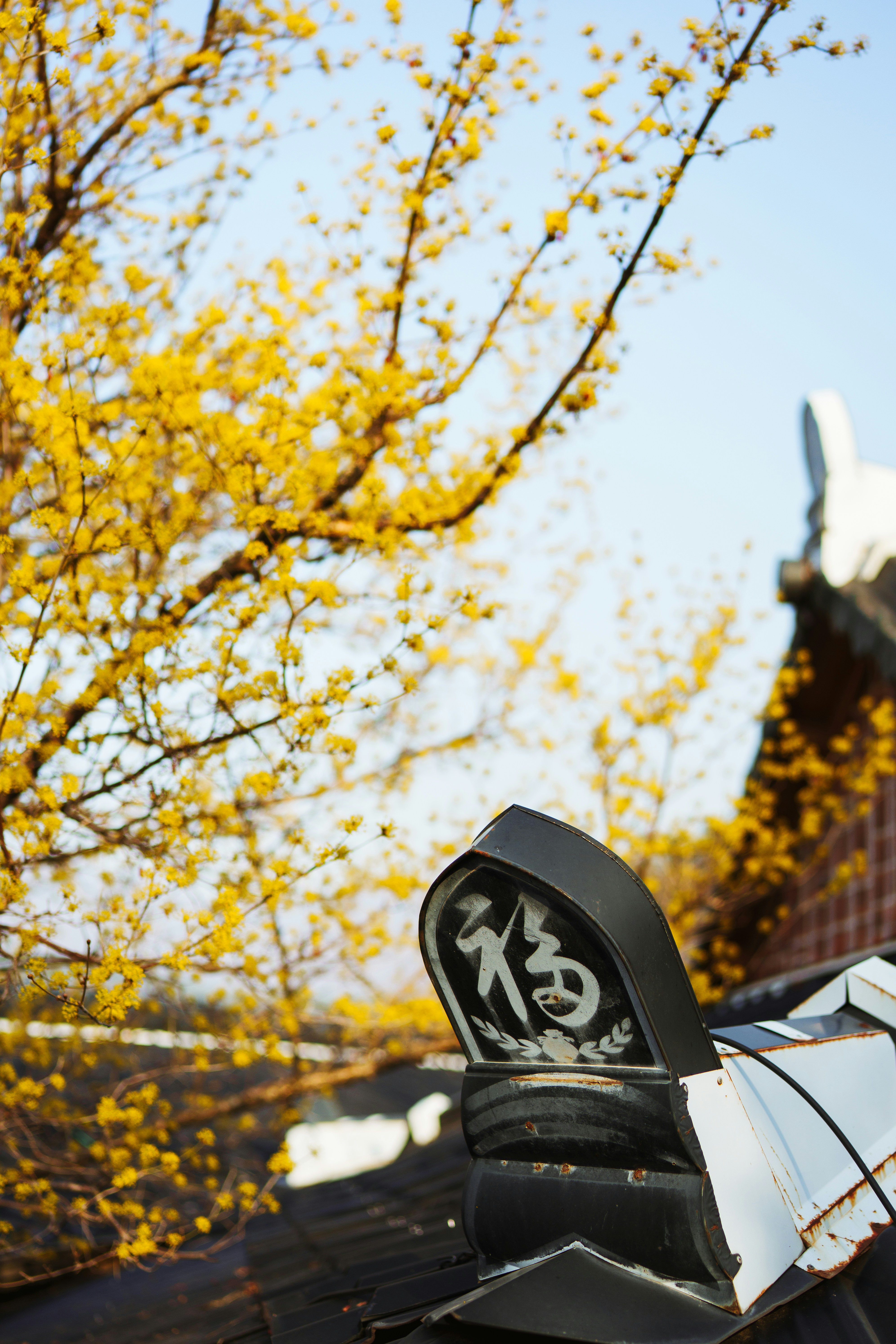 Rooftop Crest in a Golden Spring Glow
