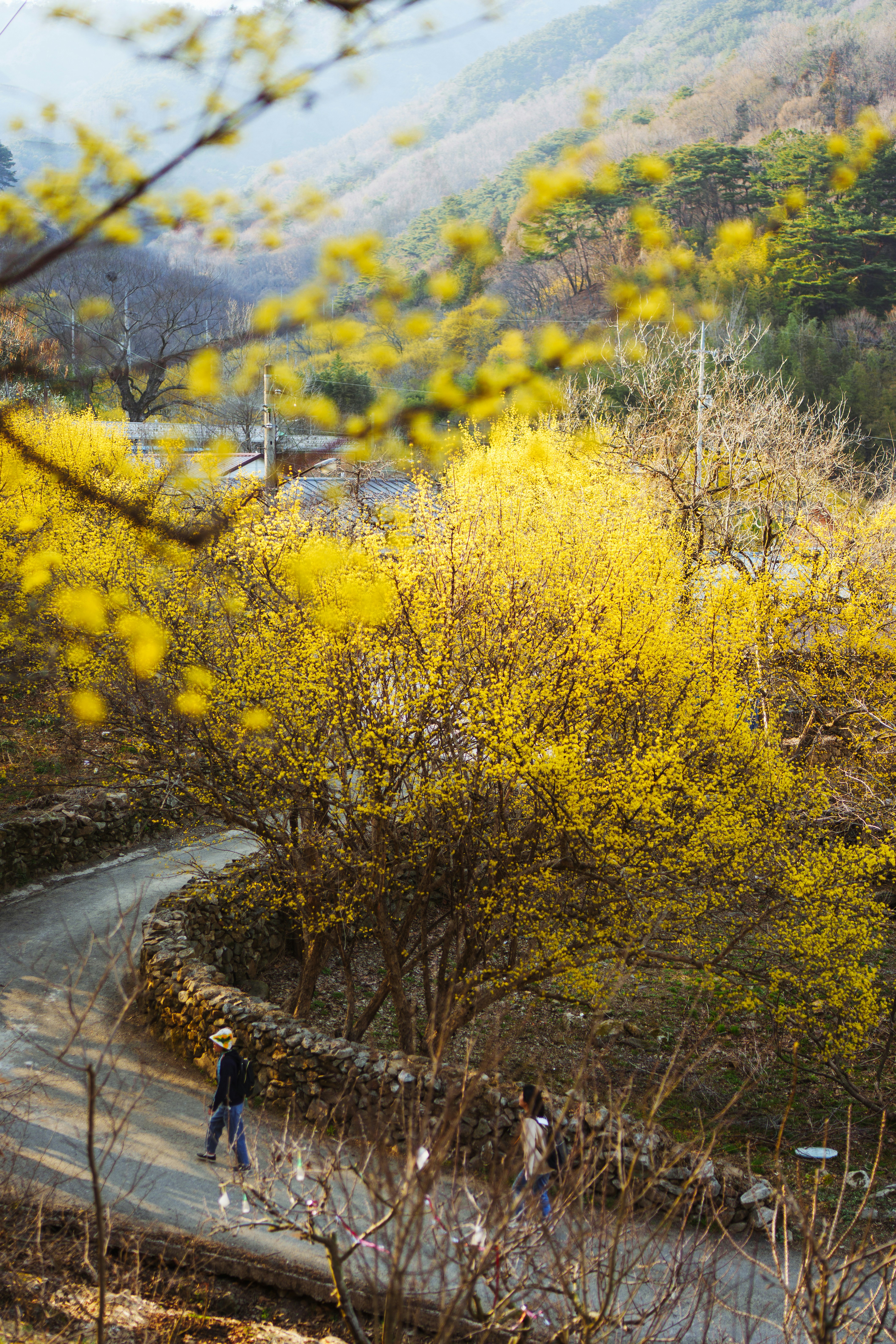Vibrant yellow flowers bloom along a winding path, with two figures strolling leisurely. The scene captures the tranquility of nature in early spring.