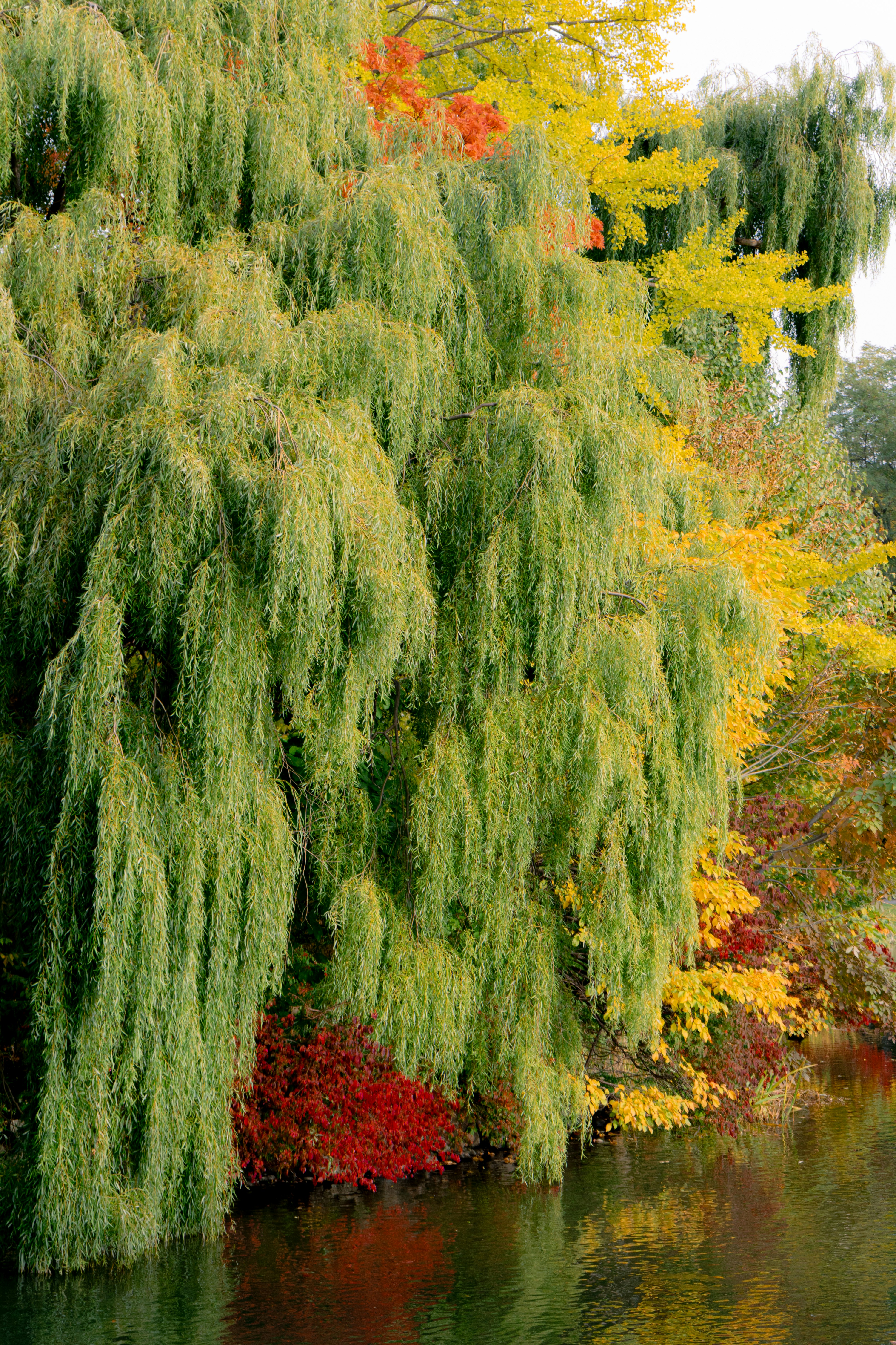 Lush willow branches cascade over a serene water surface, framed by vibrant autumn foliage in shades of yellow and red.