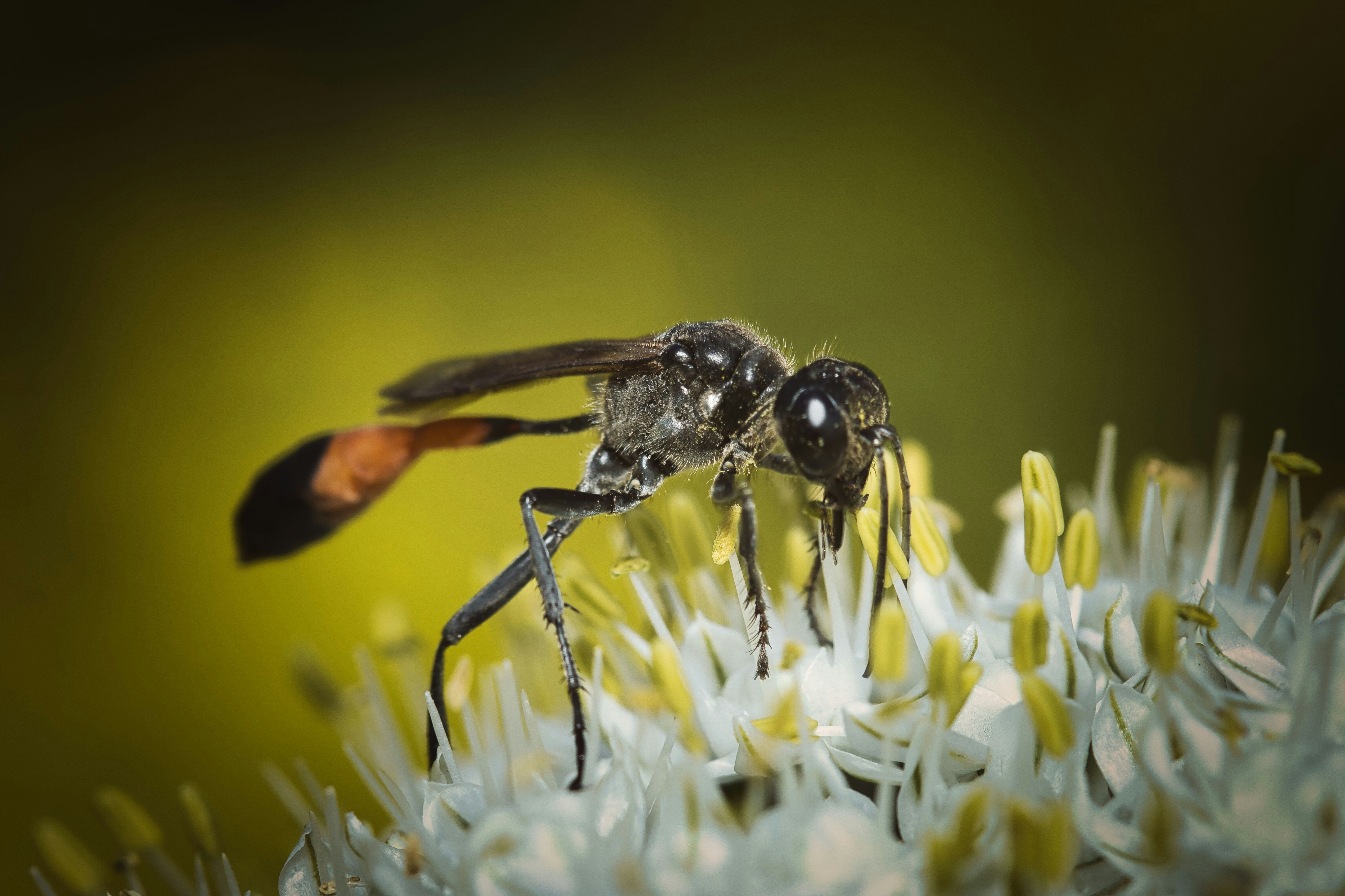 Nature's Tiny Artisan: The Pollinator's Craft