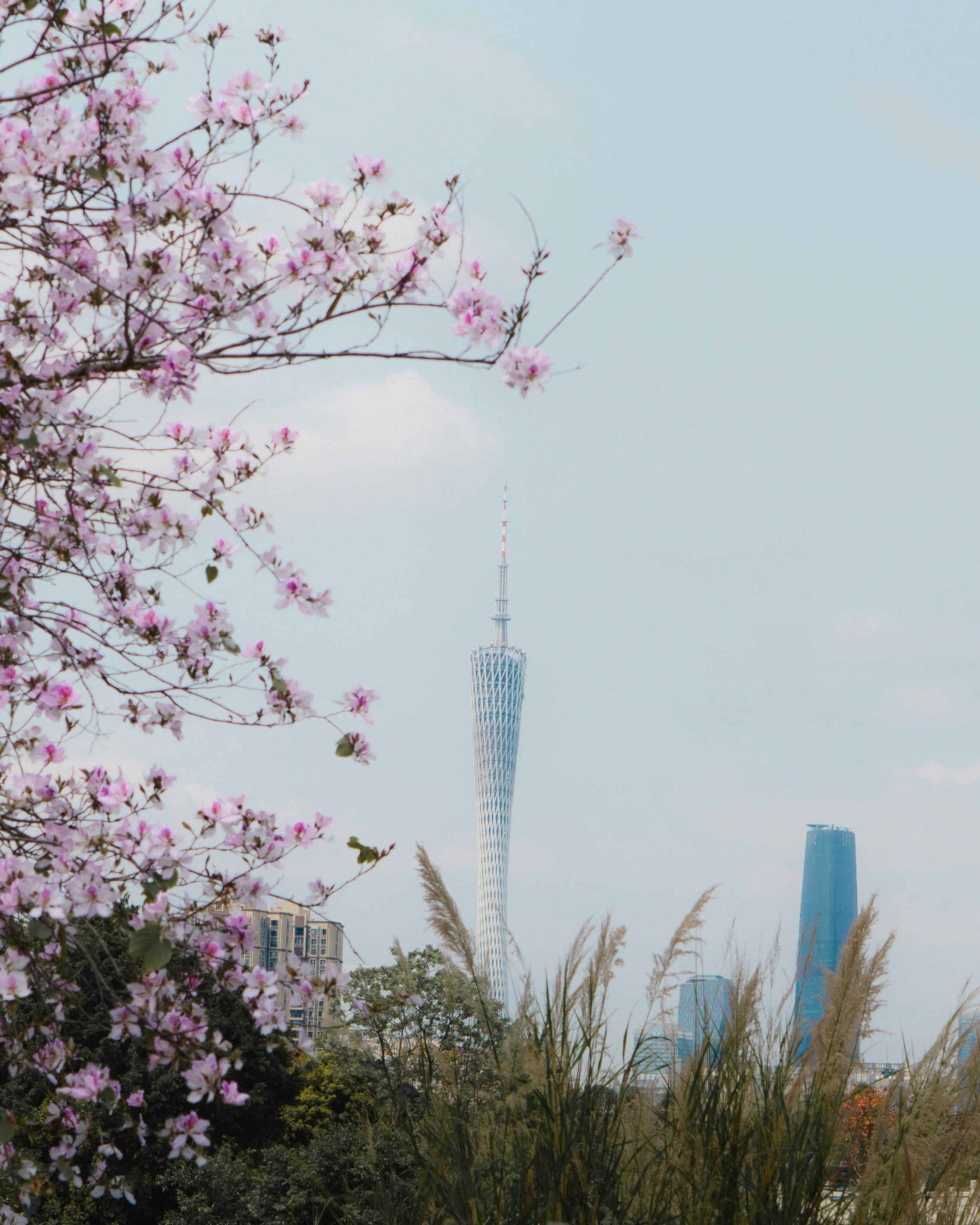 Blossoms Frame the Urban SkylineJun Hong Tan