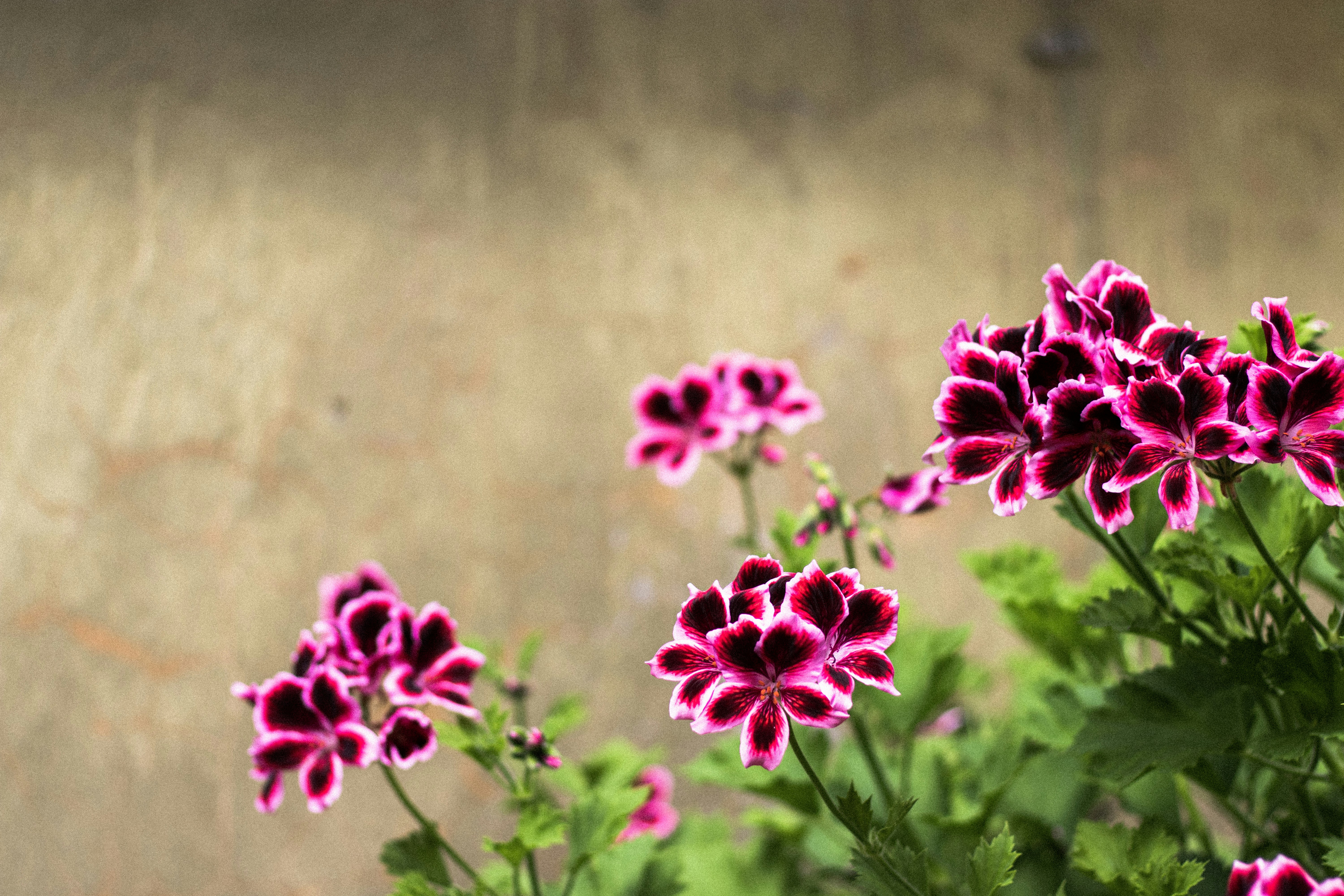 Vibrant pink and purple flowers bloom against a textured, muted background, highlighting their delicate beauty and intricate details.
