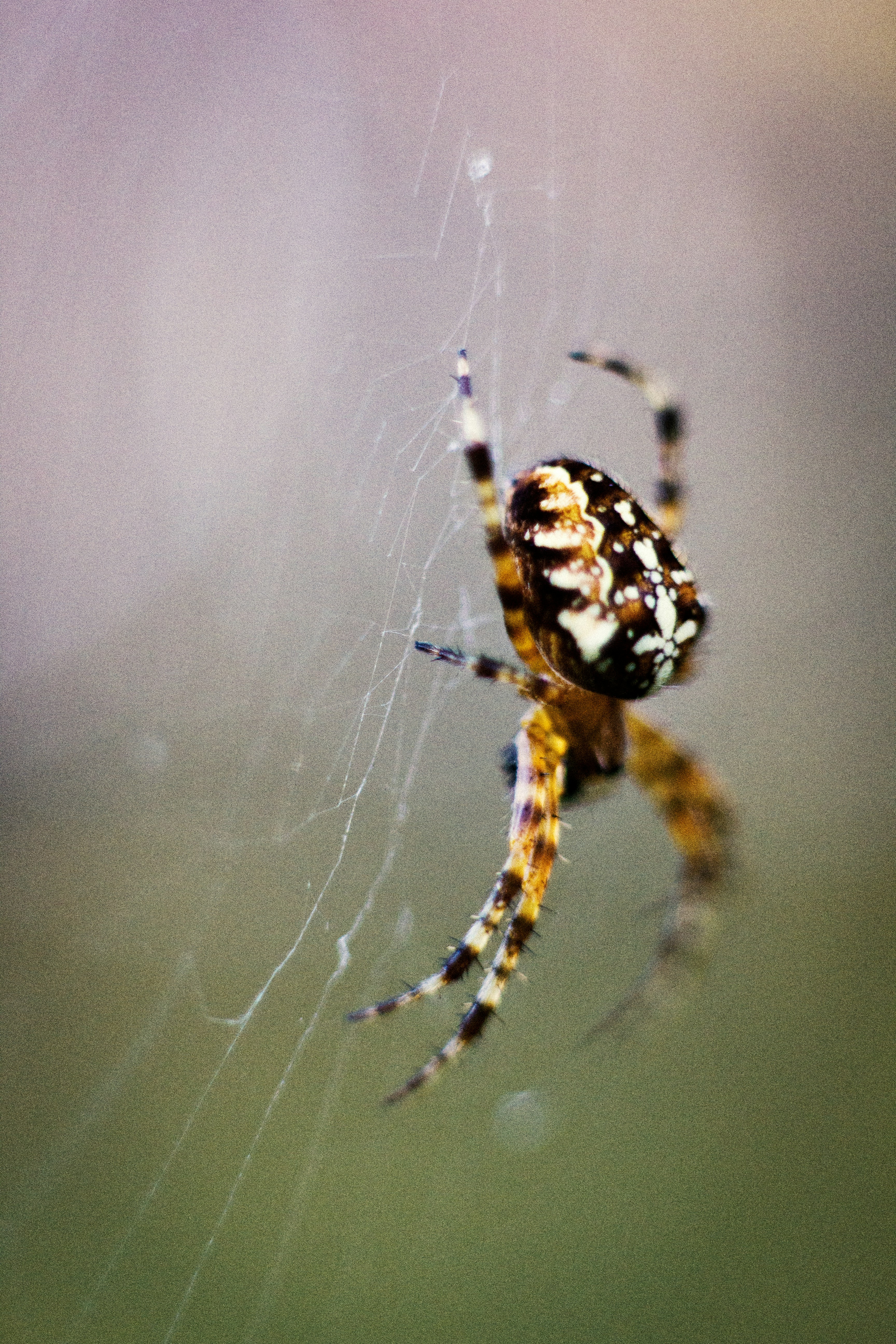 A spider with intricate markings on its back.
