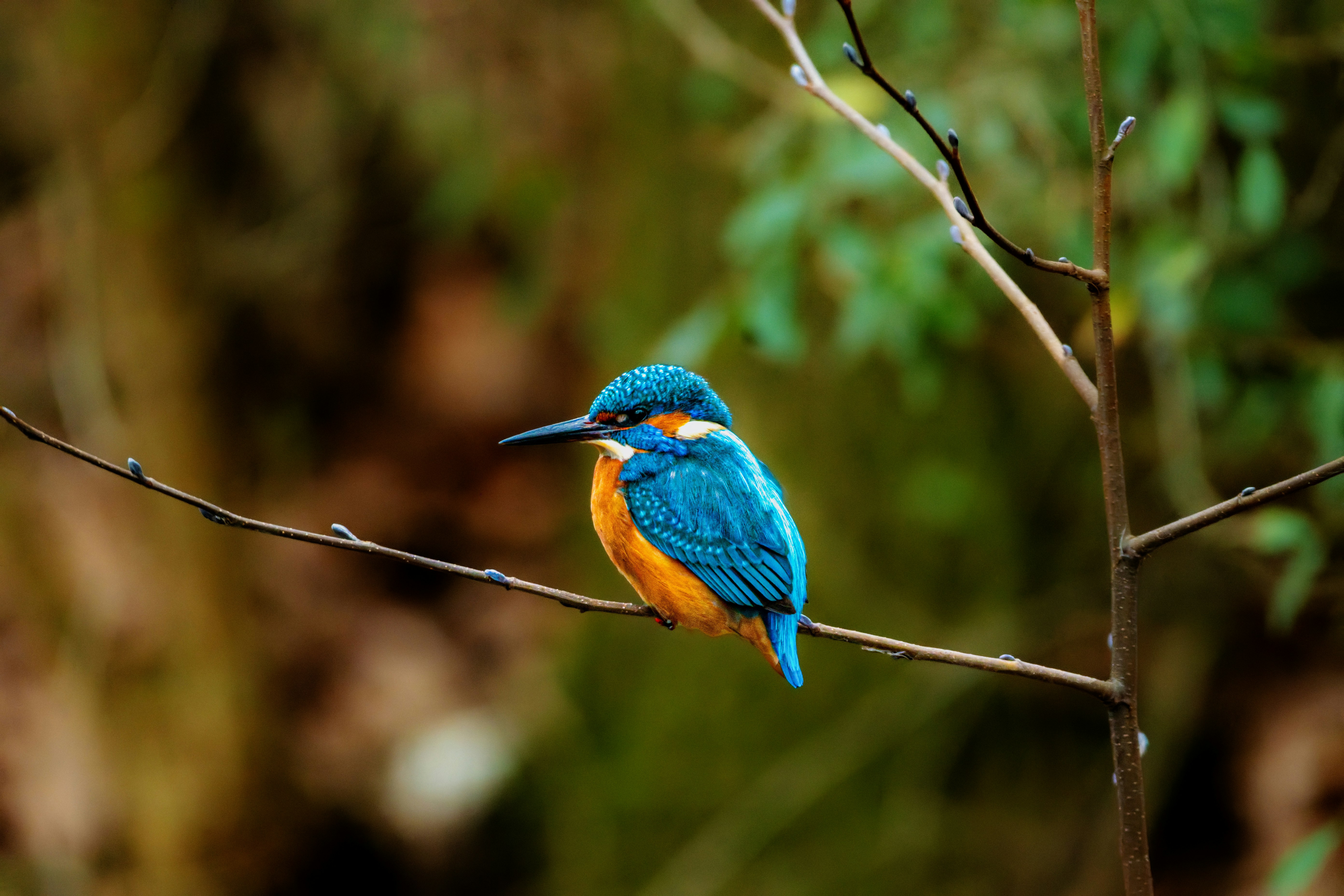 A colorful kingfisher bird perched on a branch.