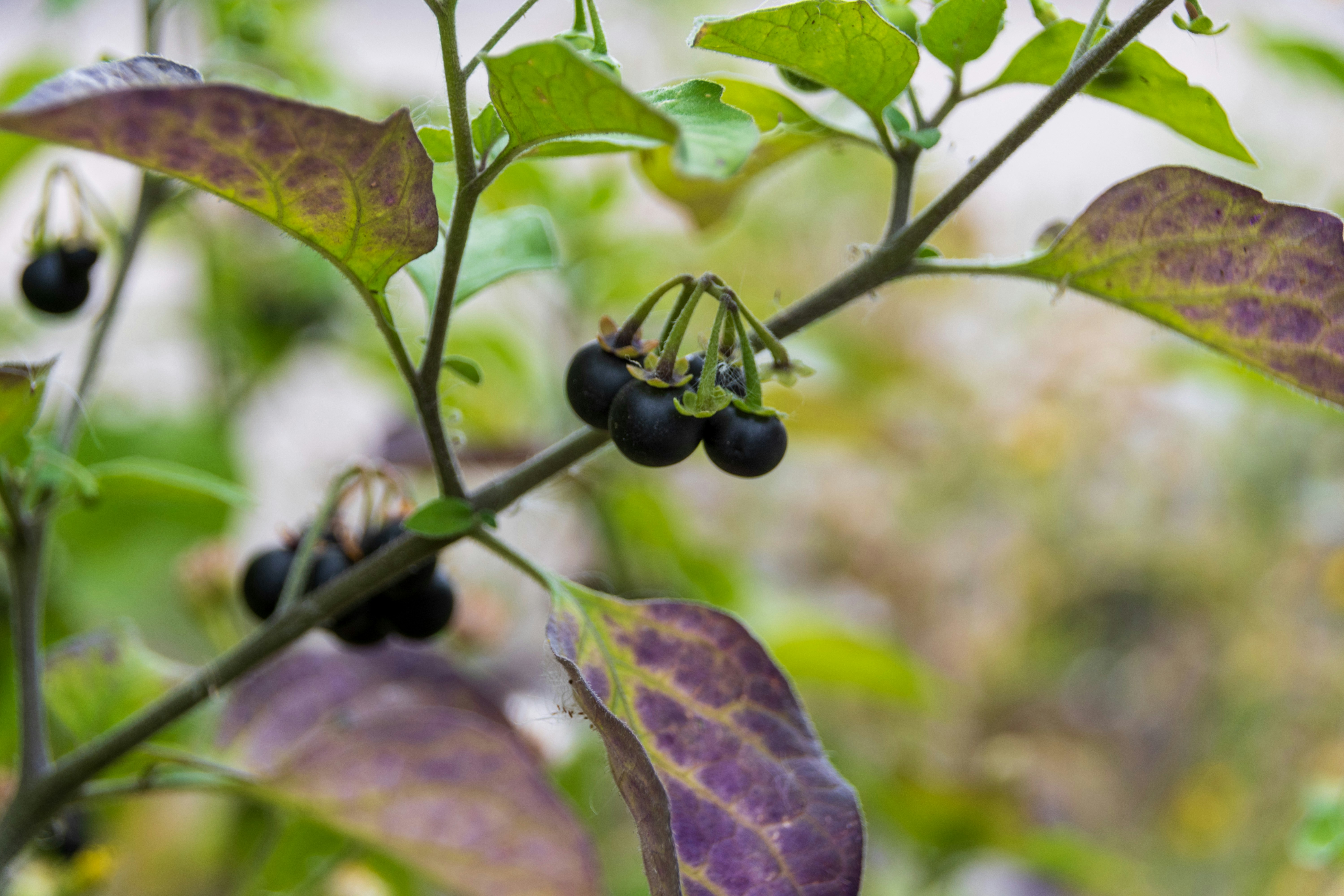 Dark Berries Framed by Purple-veined Leaves
