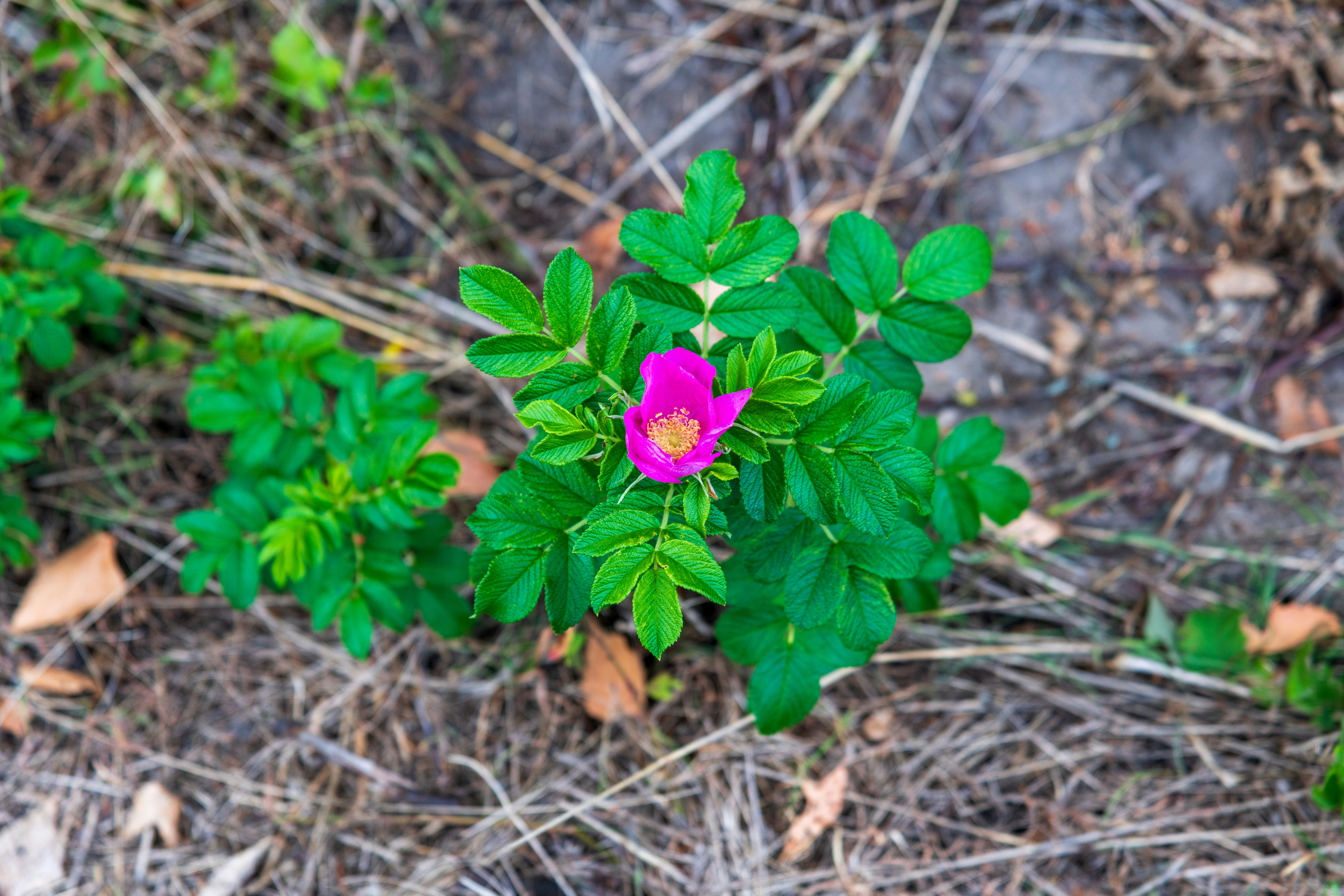 Pink blossom at the center of a sunlit groundscape