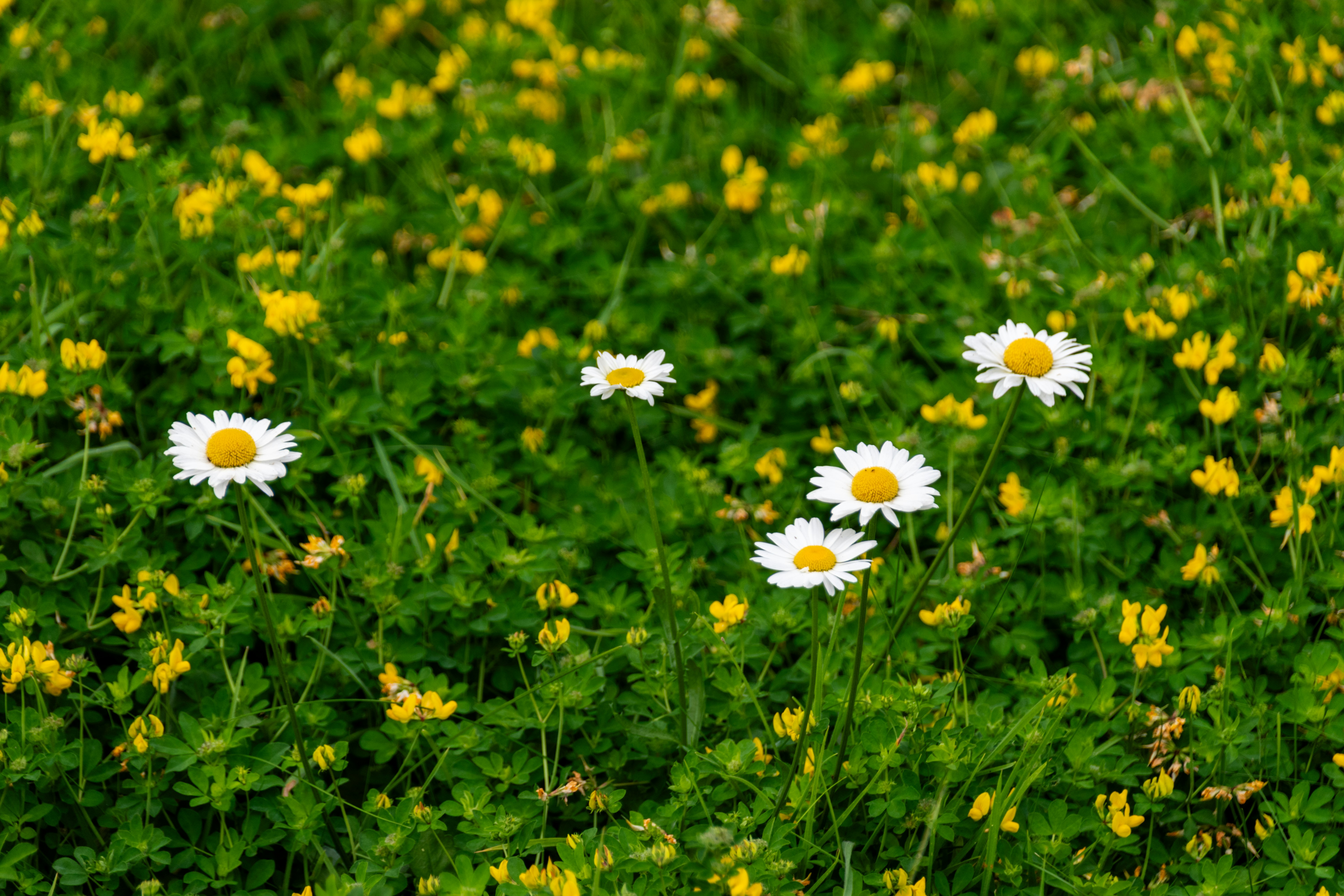 Field of daisies and yellow wildflowers in green grass.