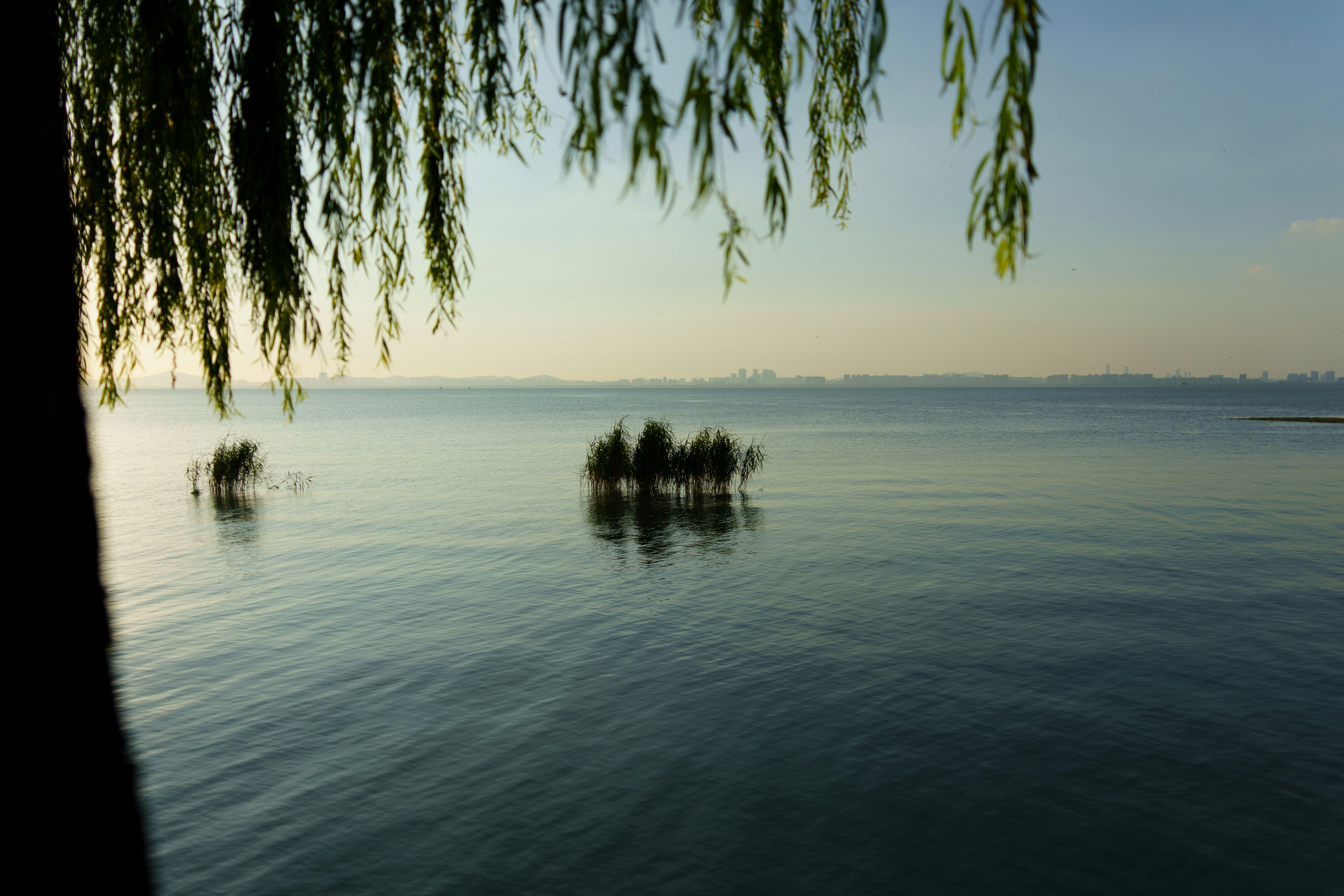 Gentle ripples on a serene lake, framed by hanging willow branches, with small islands of grass emerging from the water's surface.