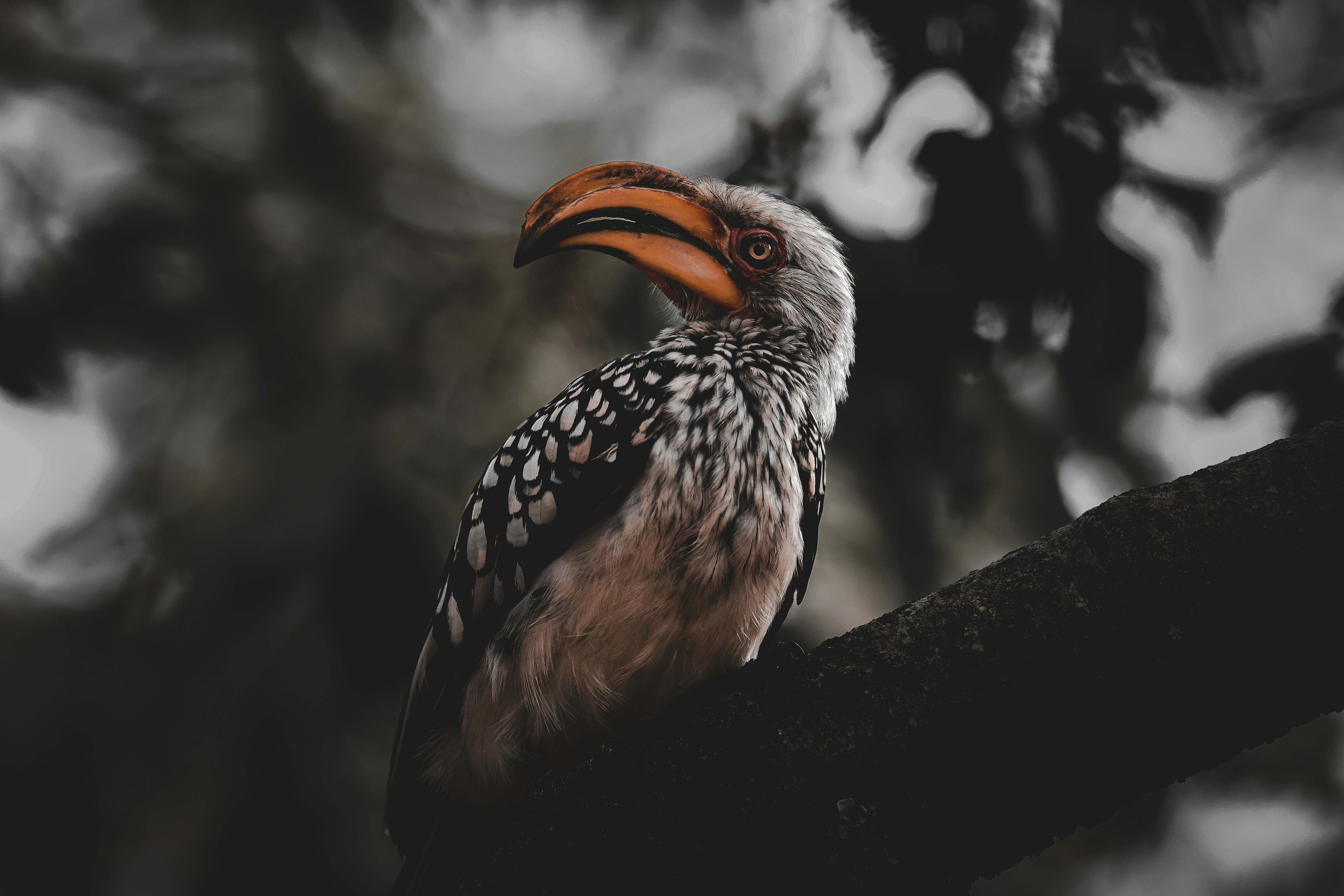 Hornbill | A yellow-billed hornbill perched on a tree branch.