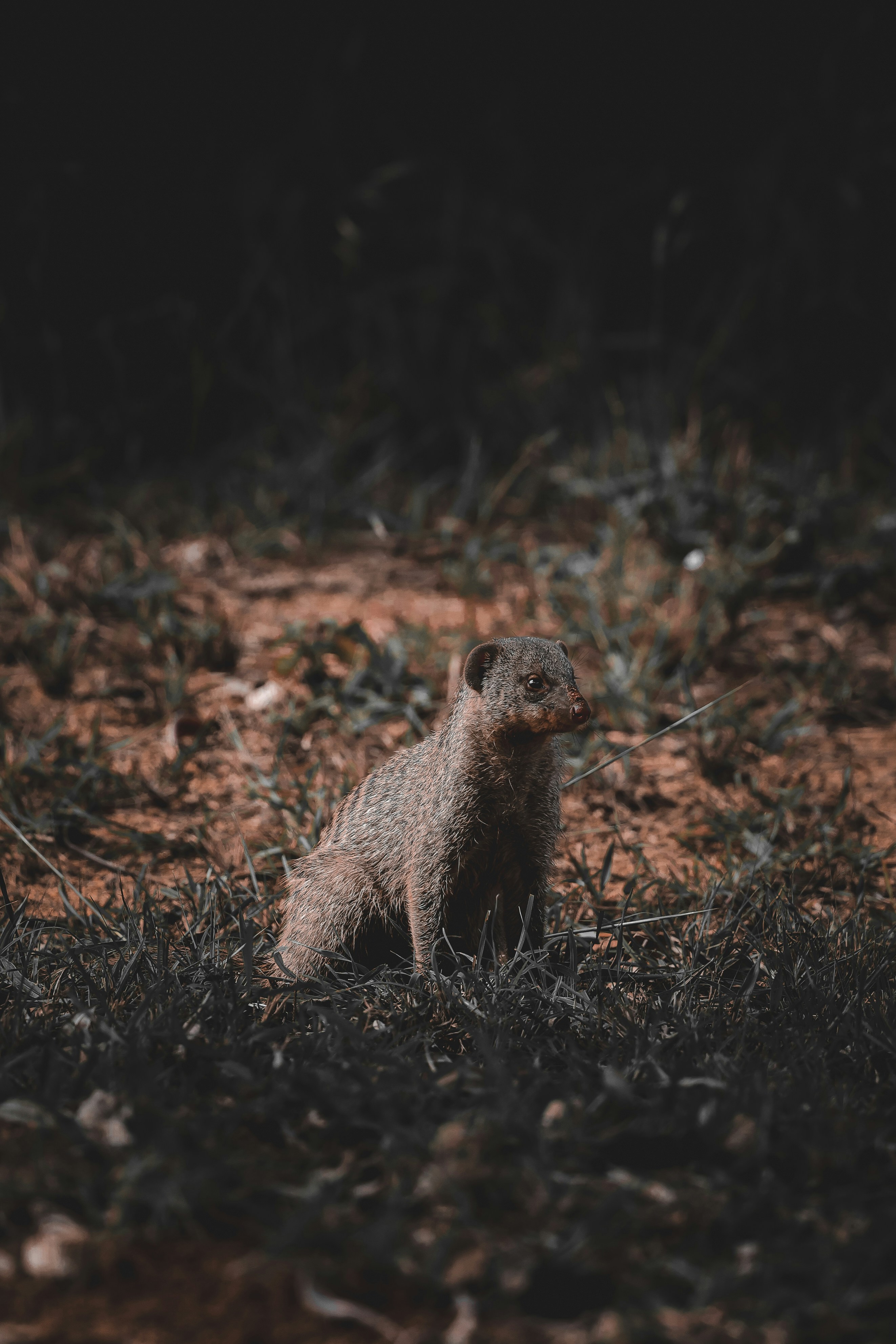 The Watchful Guardian of the Grasslands
