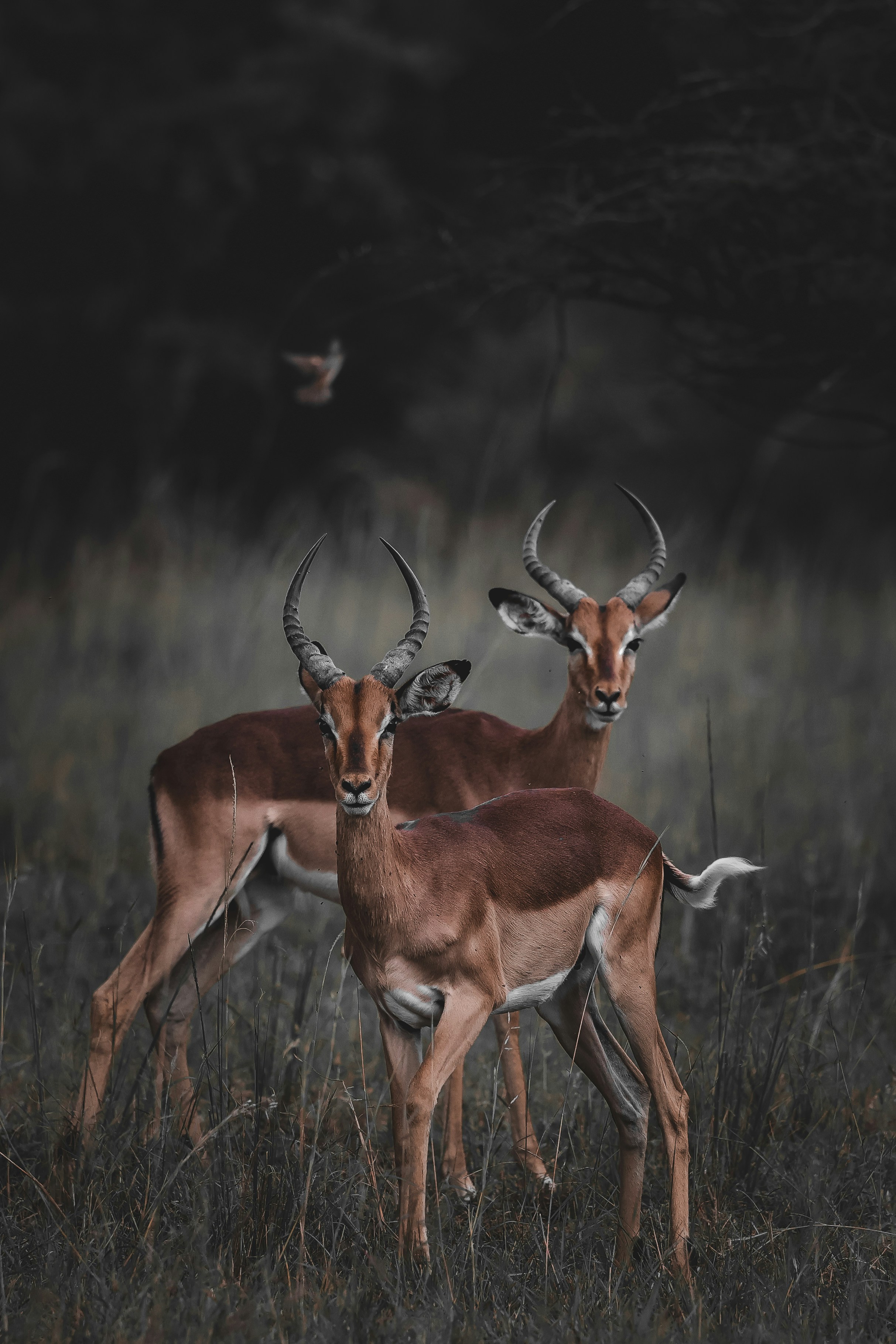 Silent Guardians of the Grasslands