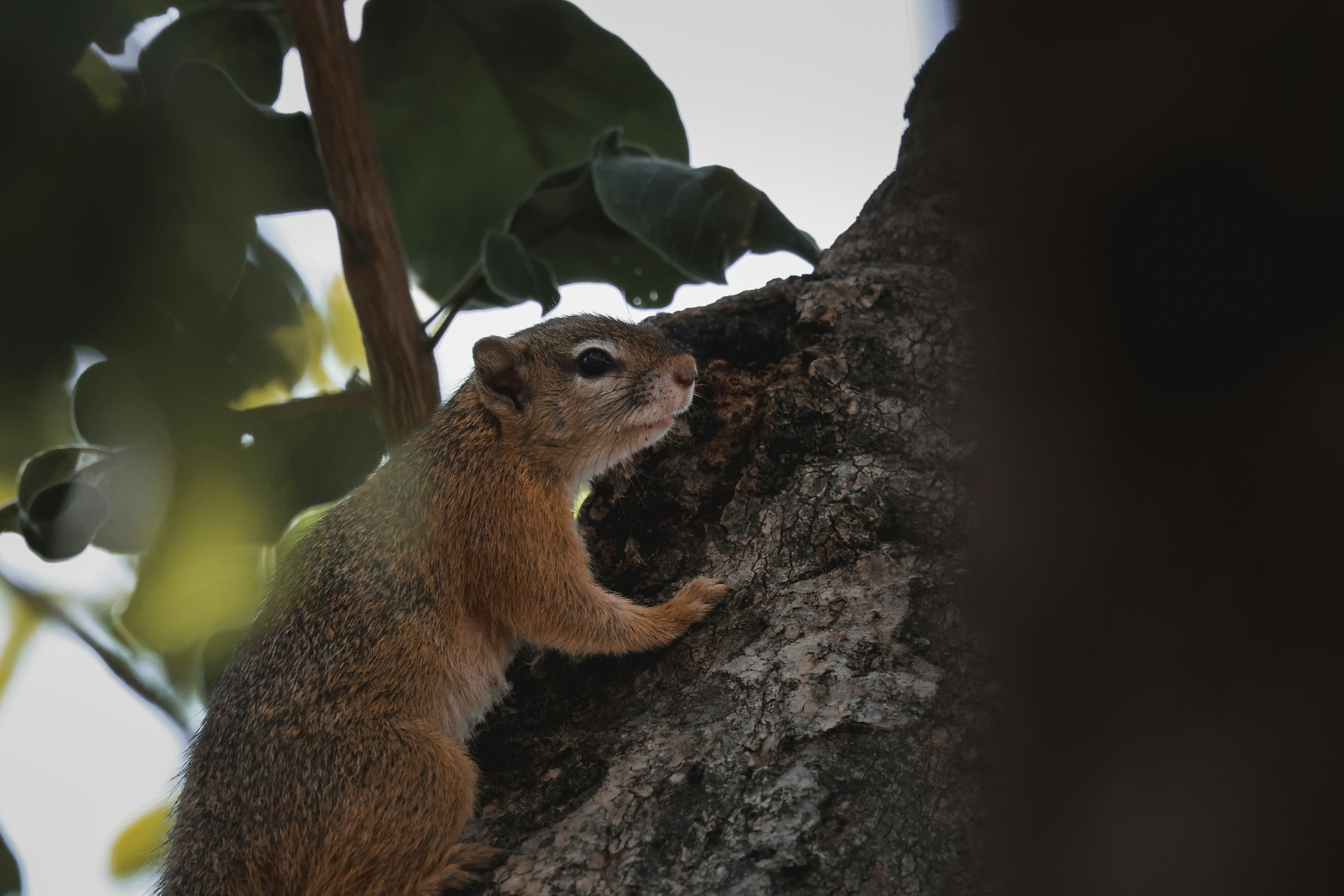 The Arboreal Explorer