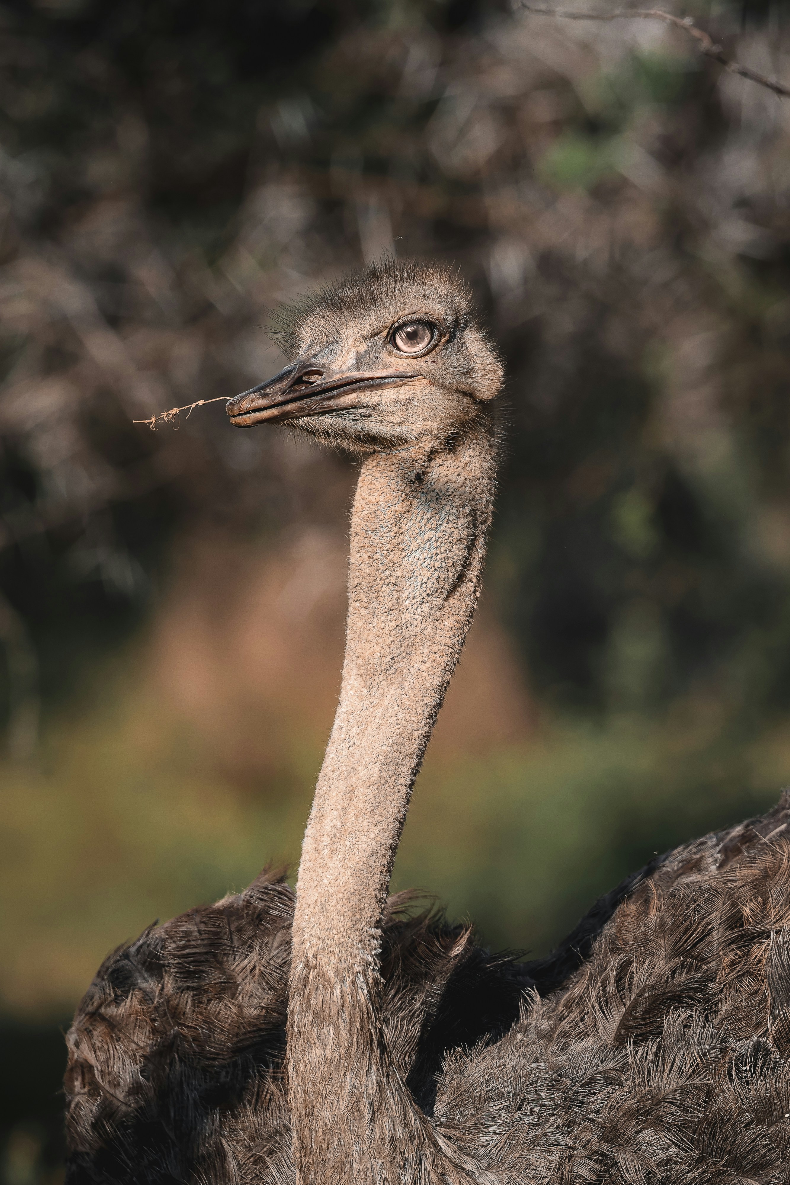 The Graceful Gaze of the Ostrich