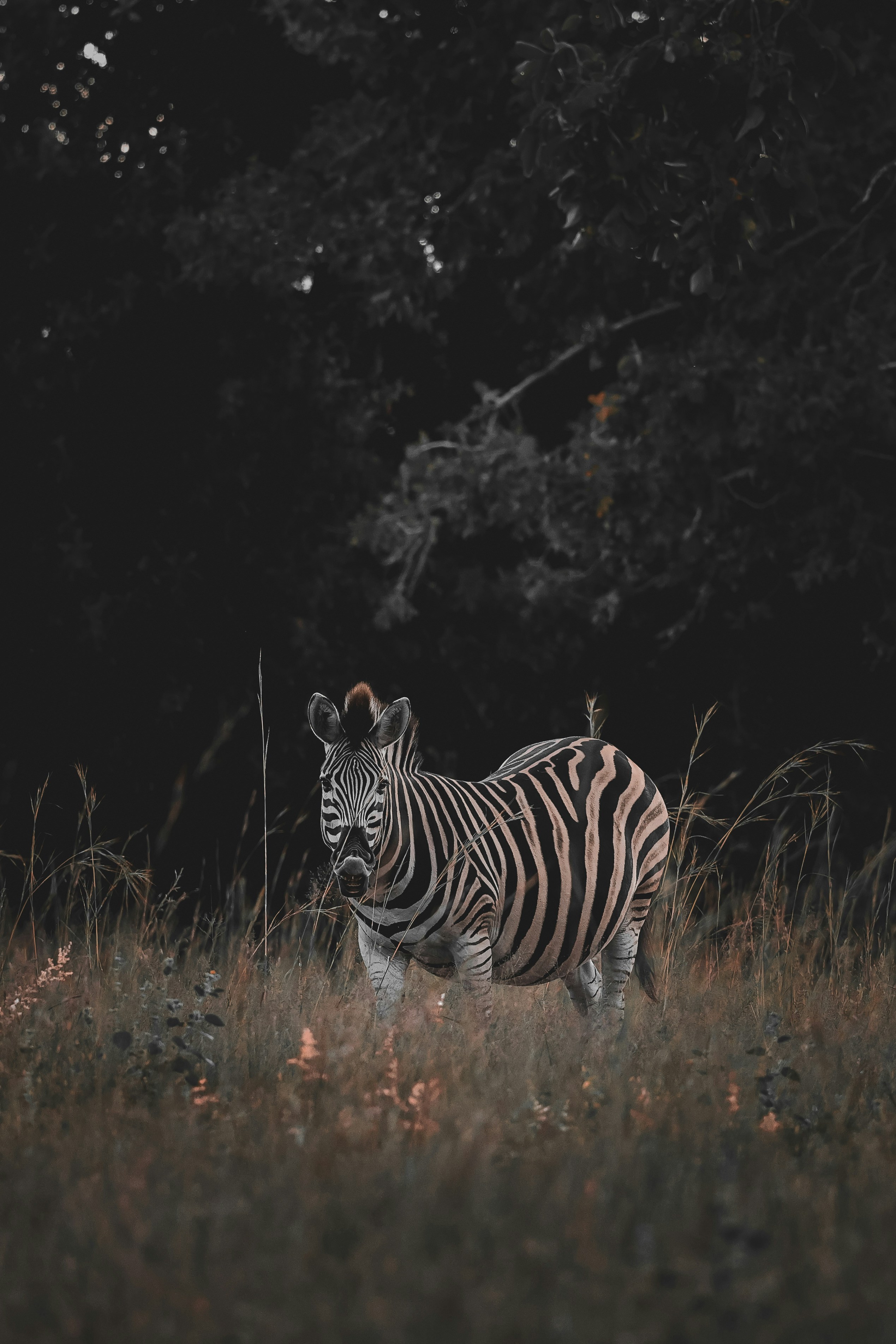 Whispers of the Wild: A Zebra's Solitude