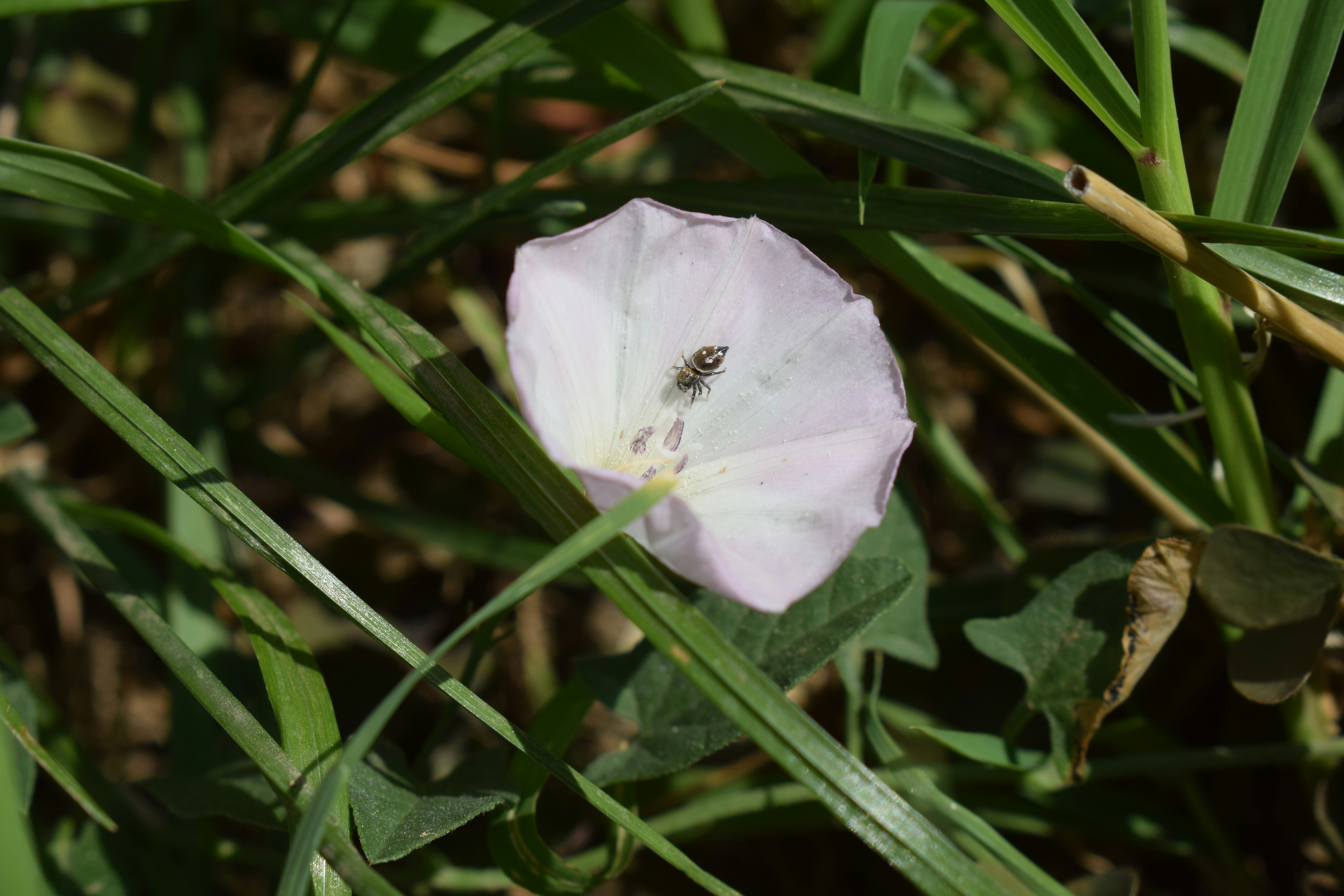 Nature's Subtle Harmony: A Flower's Silent Companion