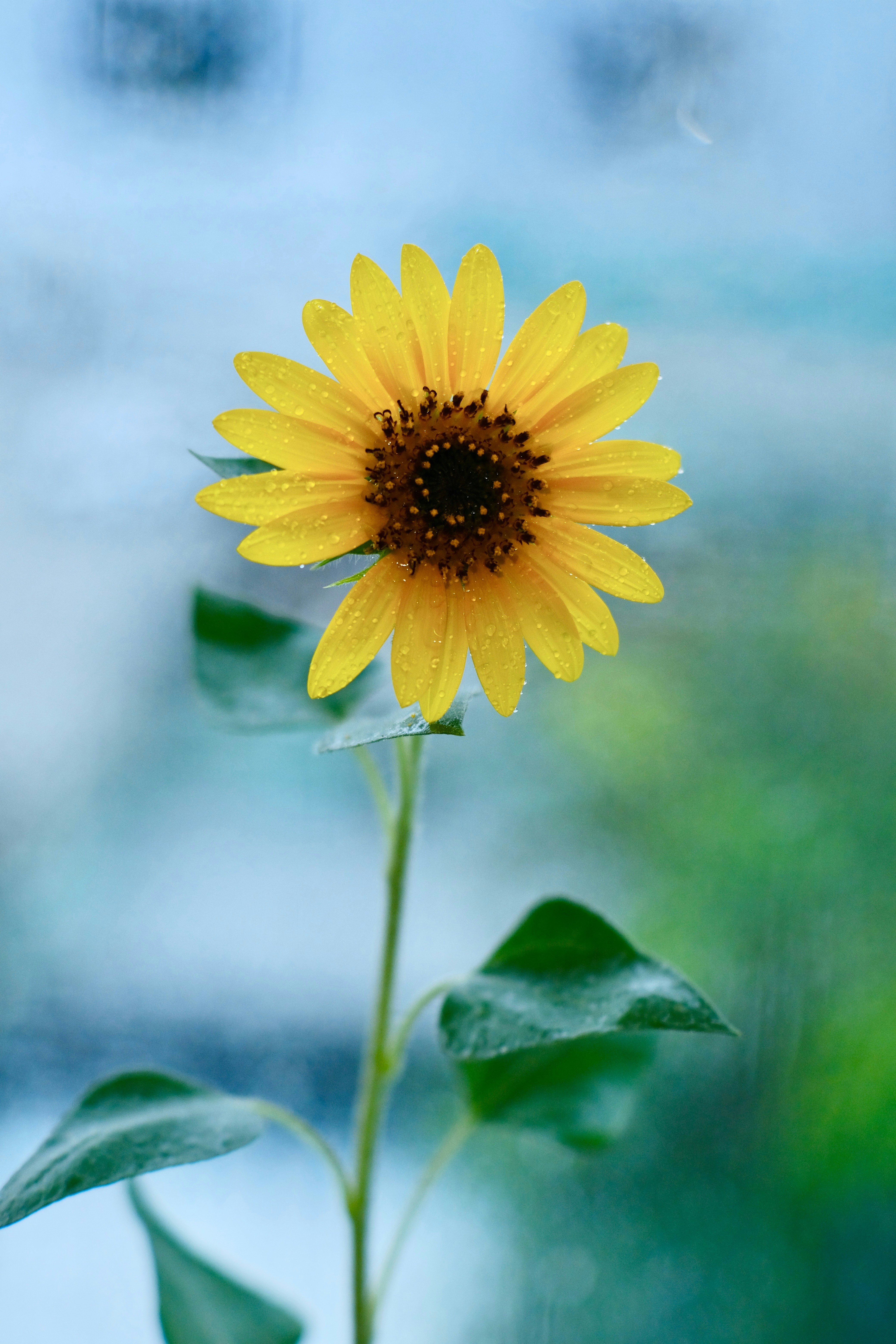 Golden Radiance Amidst the Rain