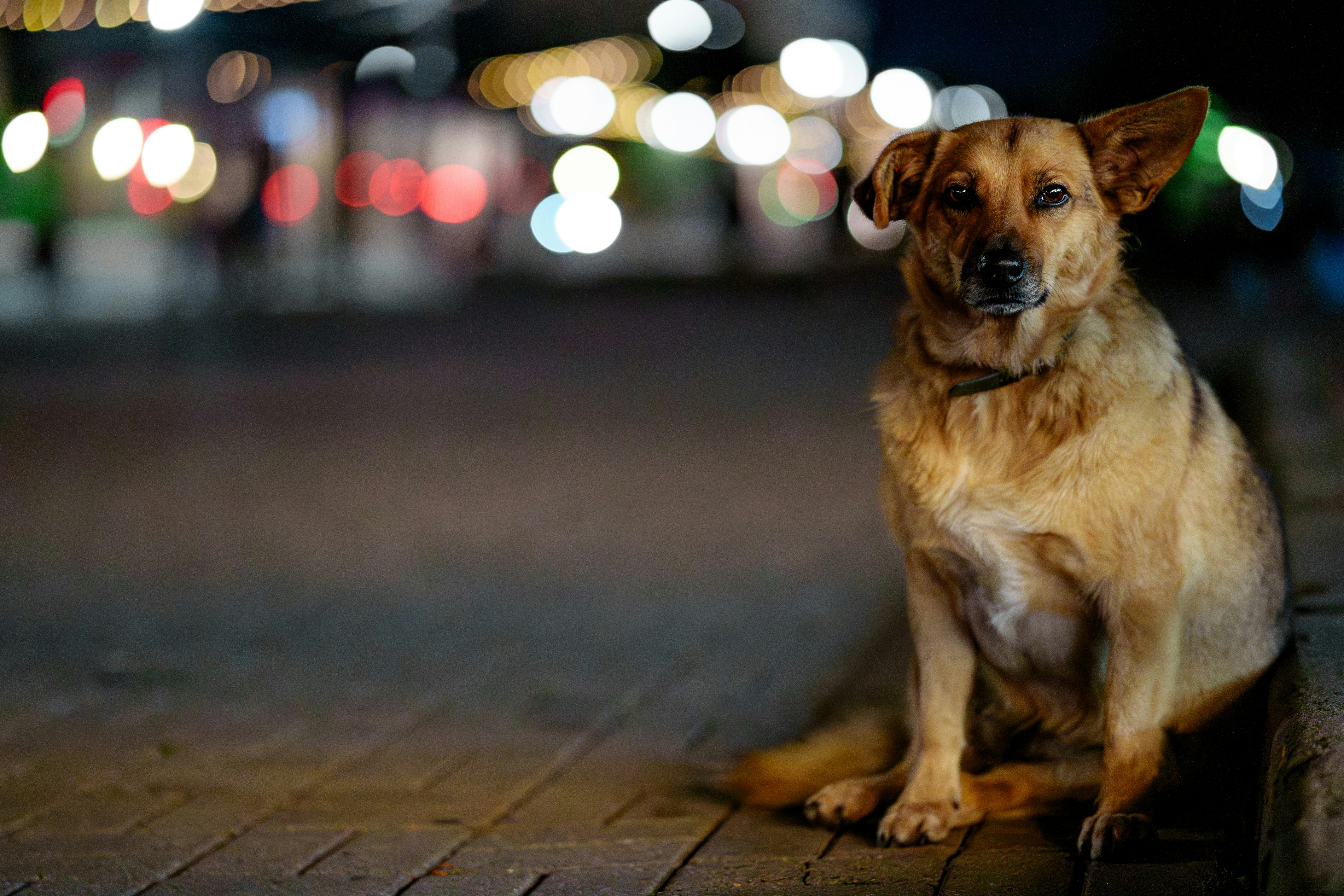 A dog sits on a sidewalk at night.