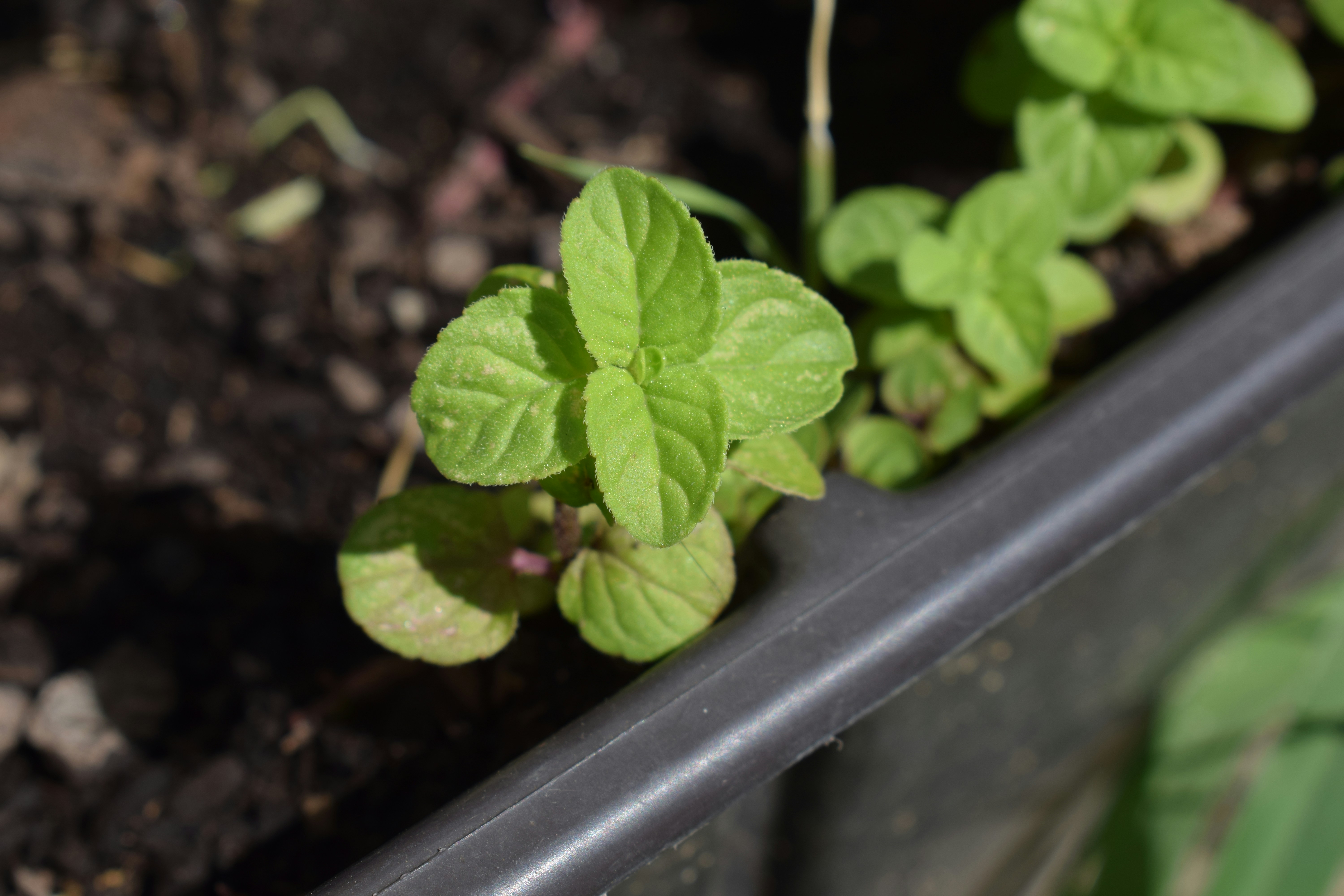 Fresh mint leaves sprouting from rich soil in a garden planter, showcasing vibrant green hues and delicate textures.