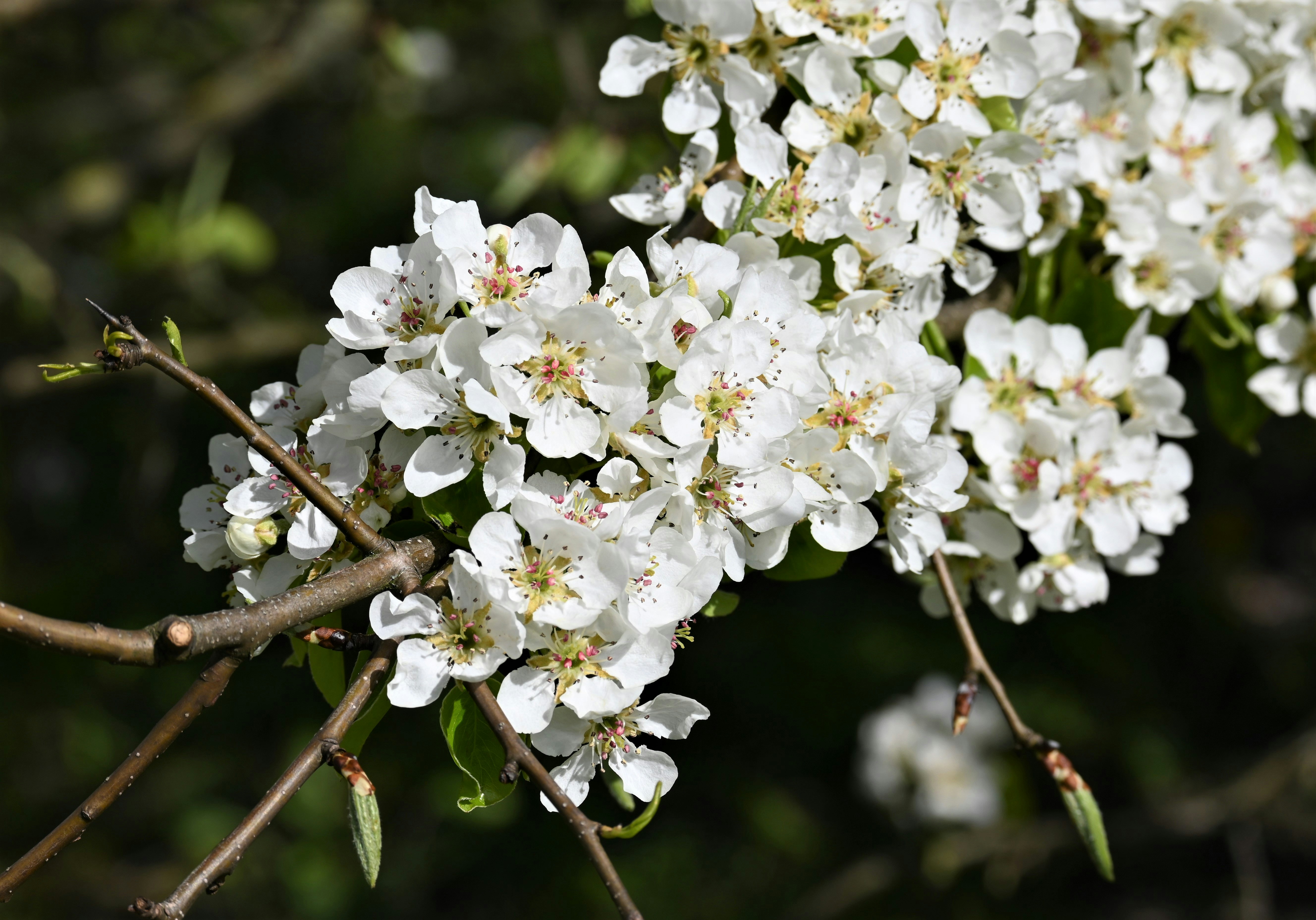 Delicate white flowers bloom on slender branches, showcasing the beauty of nature's renewal. The vibrant greenery in the background enhances the floral display.