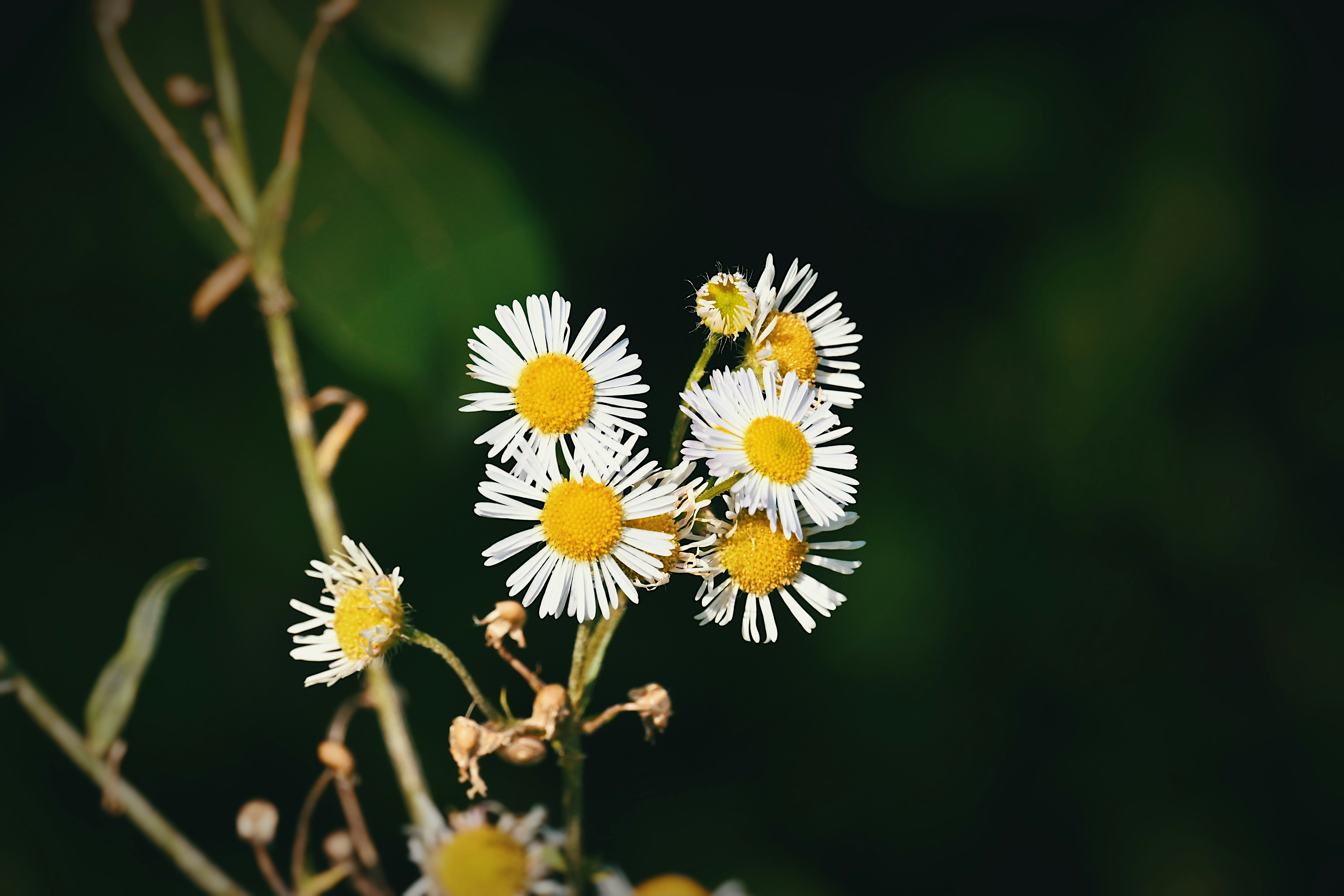 Cluster of delicate white daisies with bright yellow centers, set against a dark background, showcasing nature's intricate beauty.