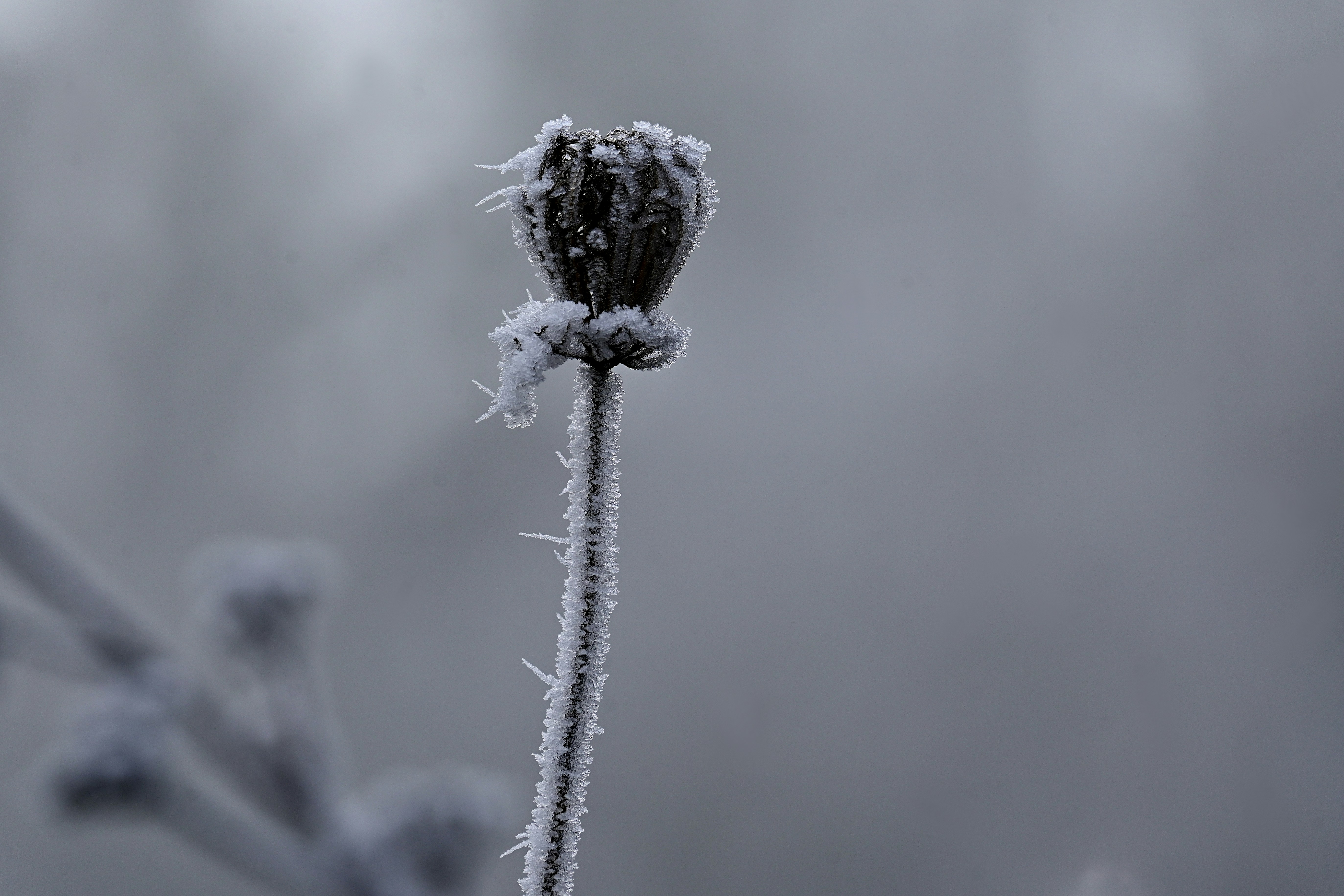 Frozen Elegance: Nature's Icy Sculpture