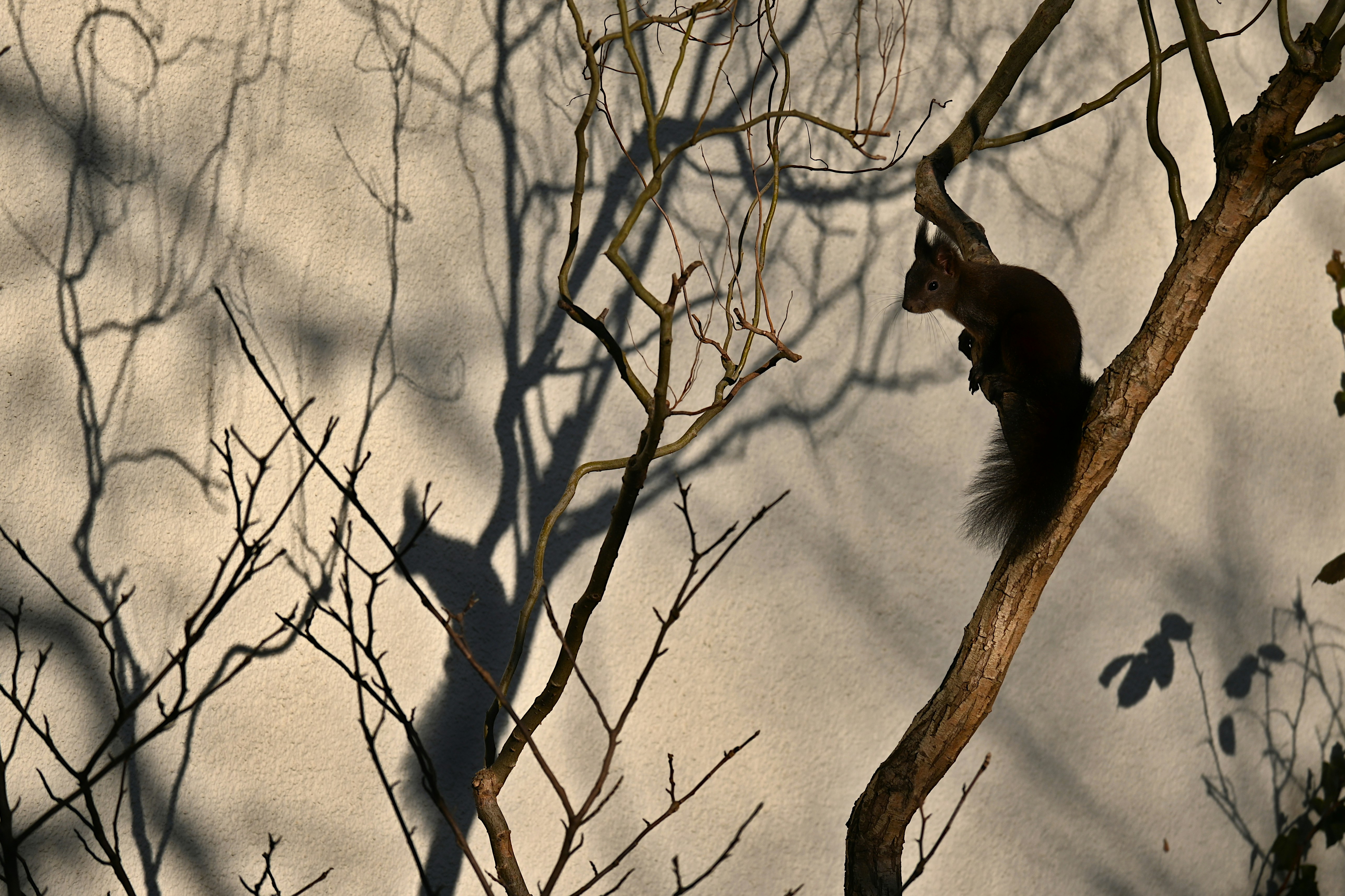Whispers of Nature: A Squirrel's Solitude