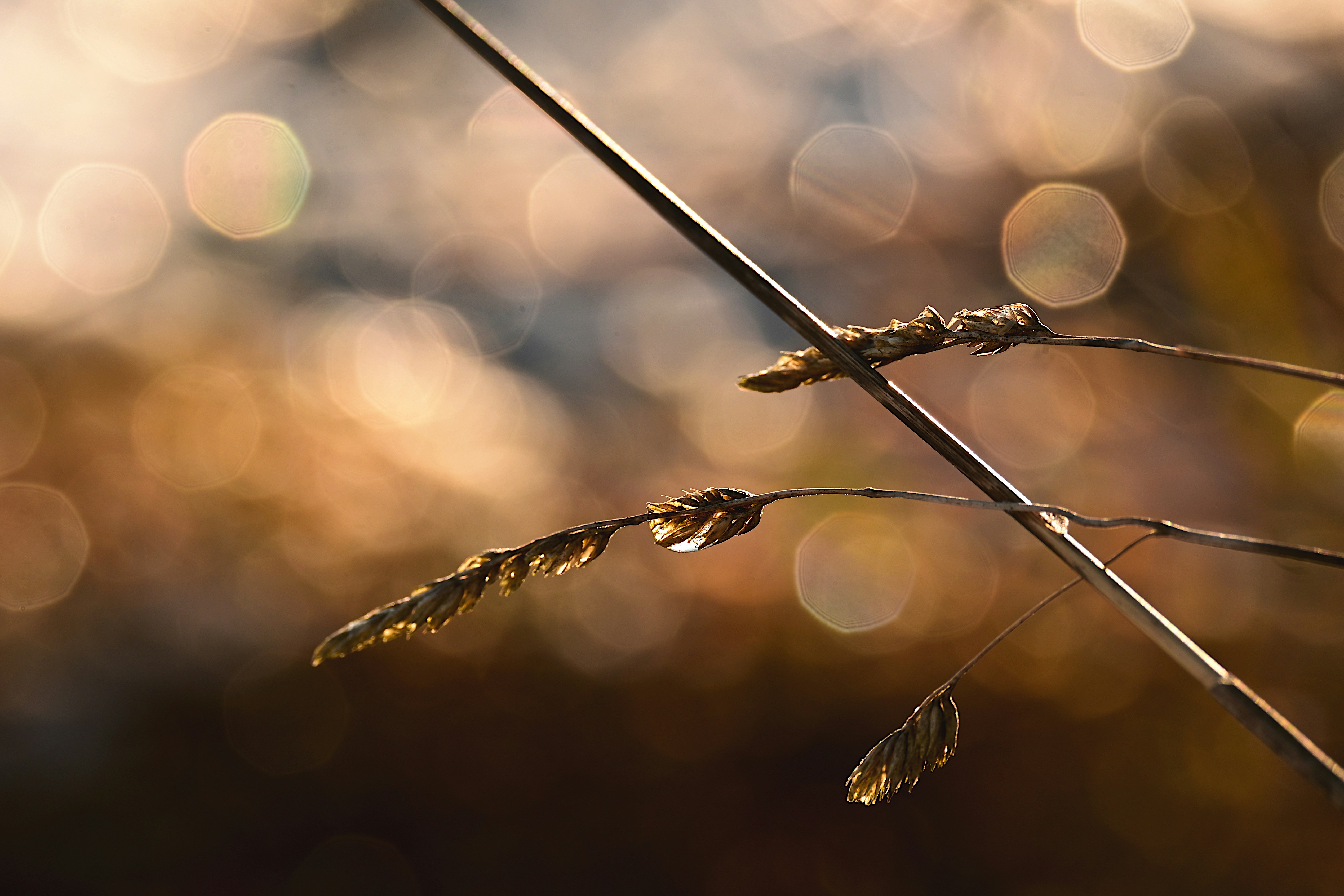 Whispers of Nature: A Dance of Light and Shadow