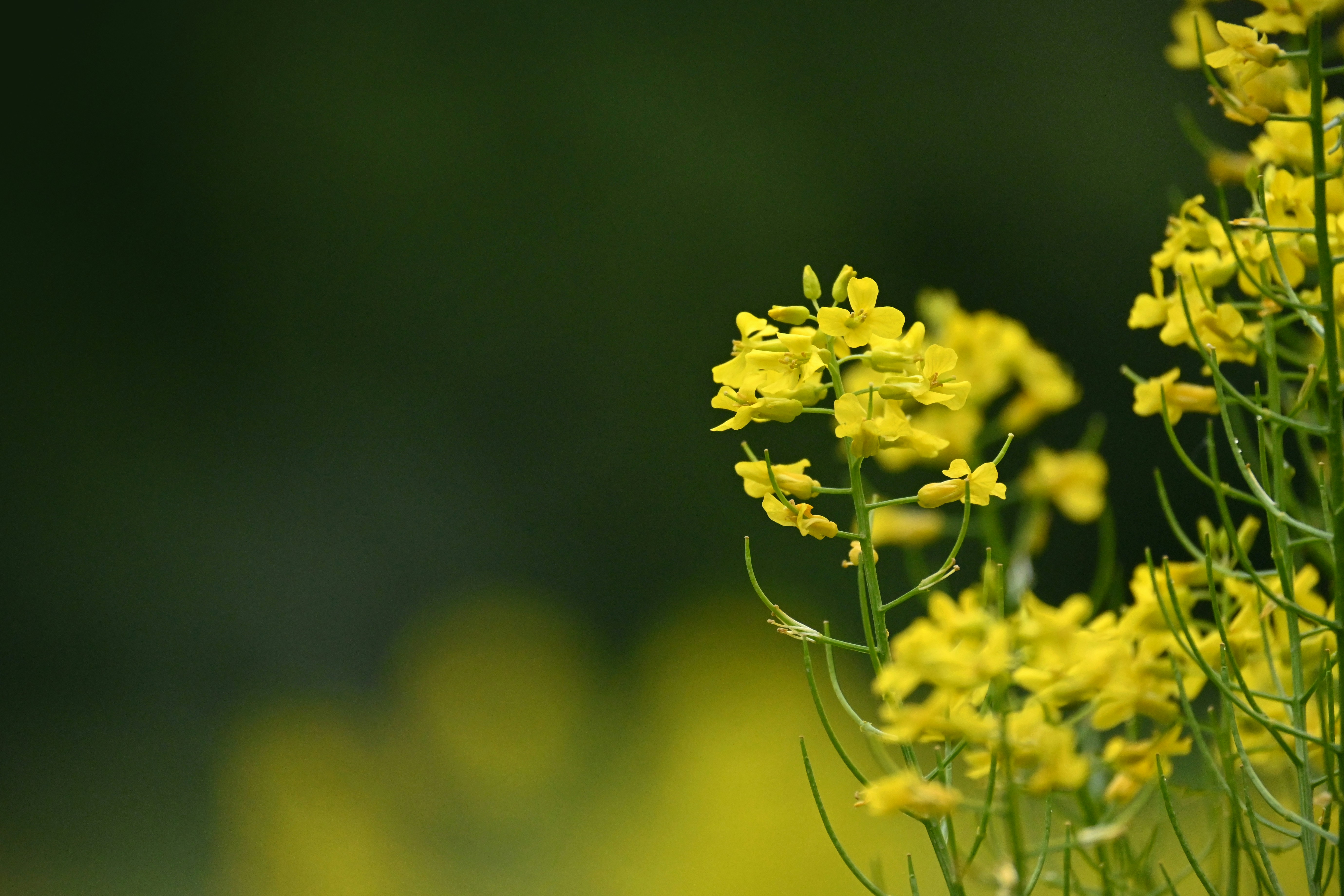 Yellow flowers bloom against a dark green background
