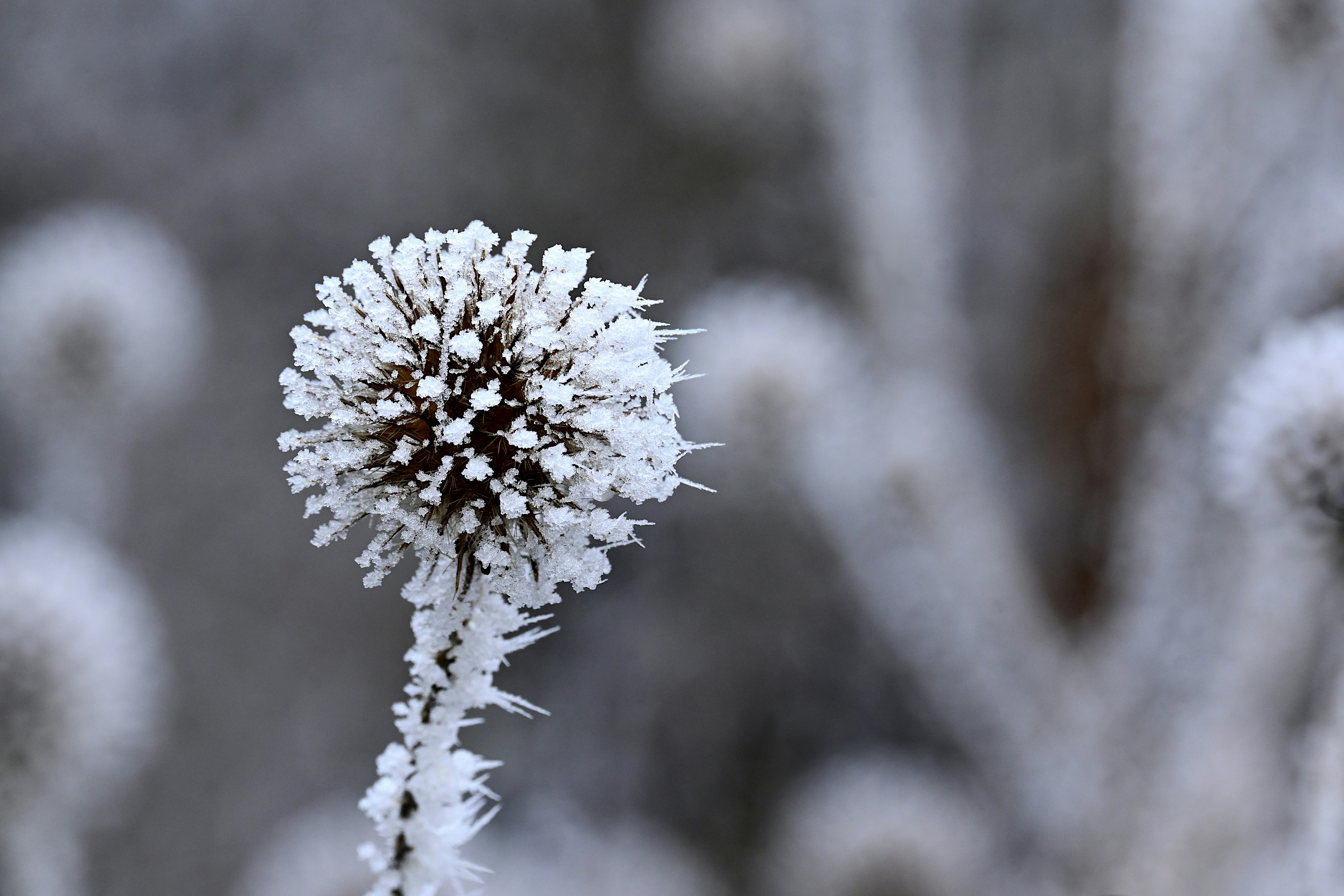 Frosted Whimsy: Nature's Icy Artistry