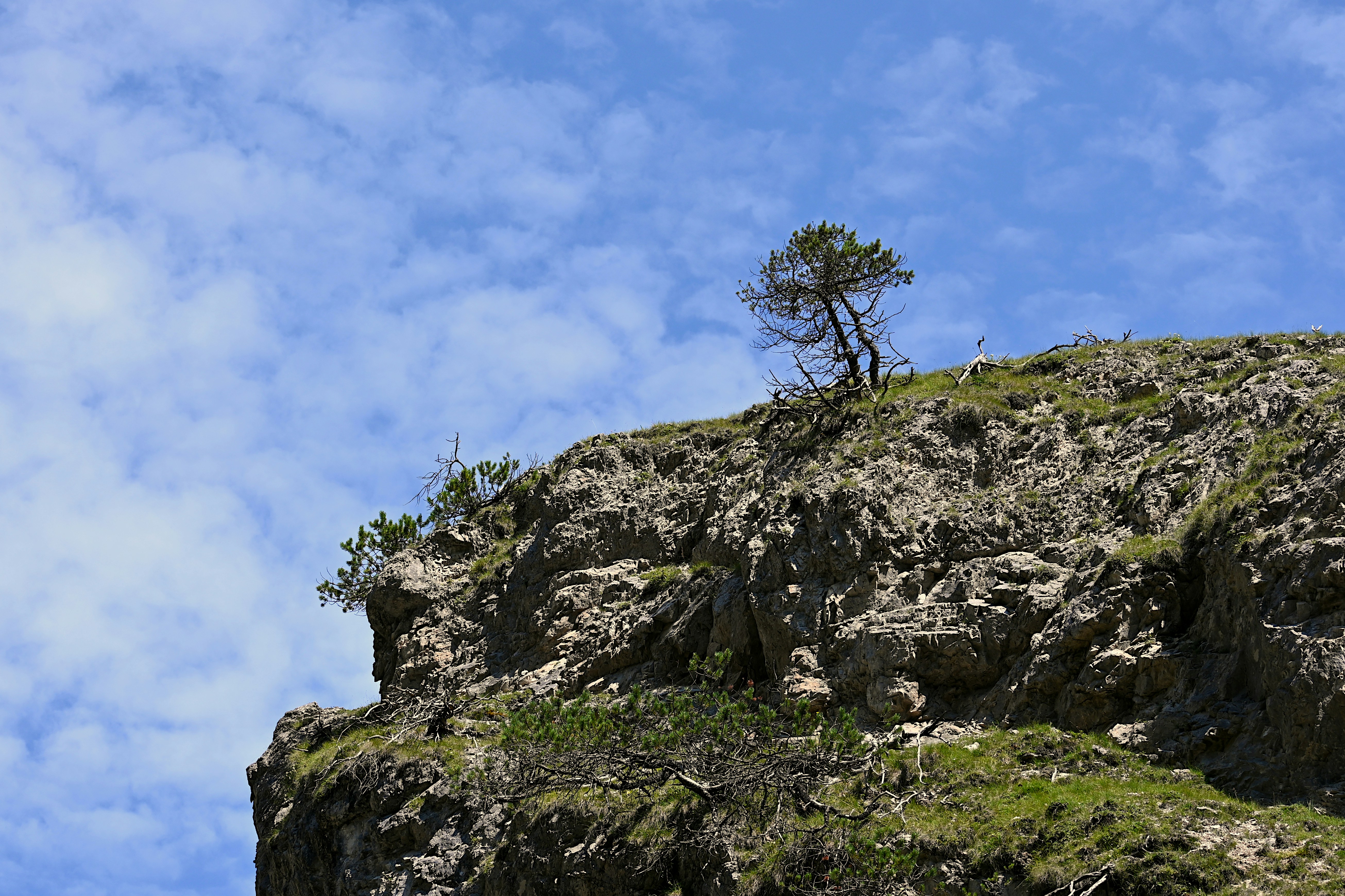 Solitary Resilience: A Tree's Stand Against the Elements