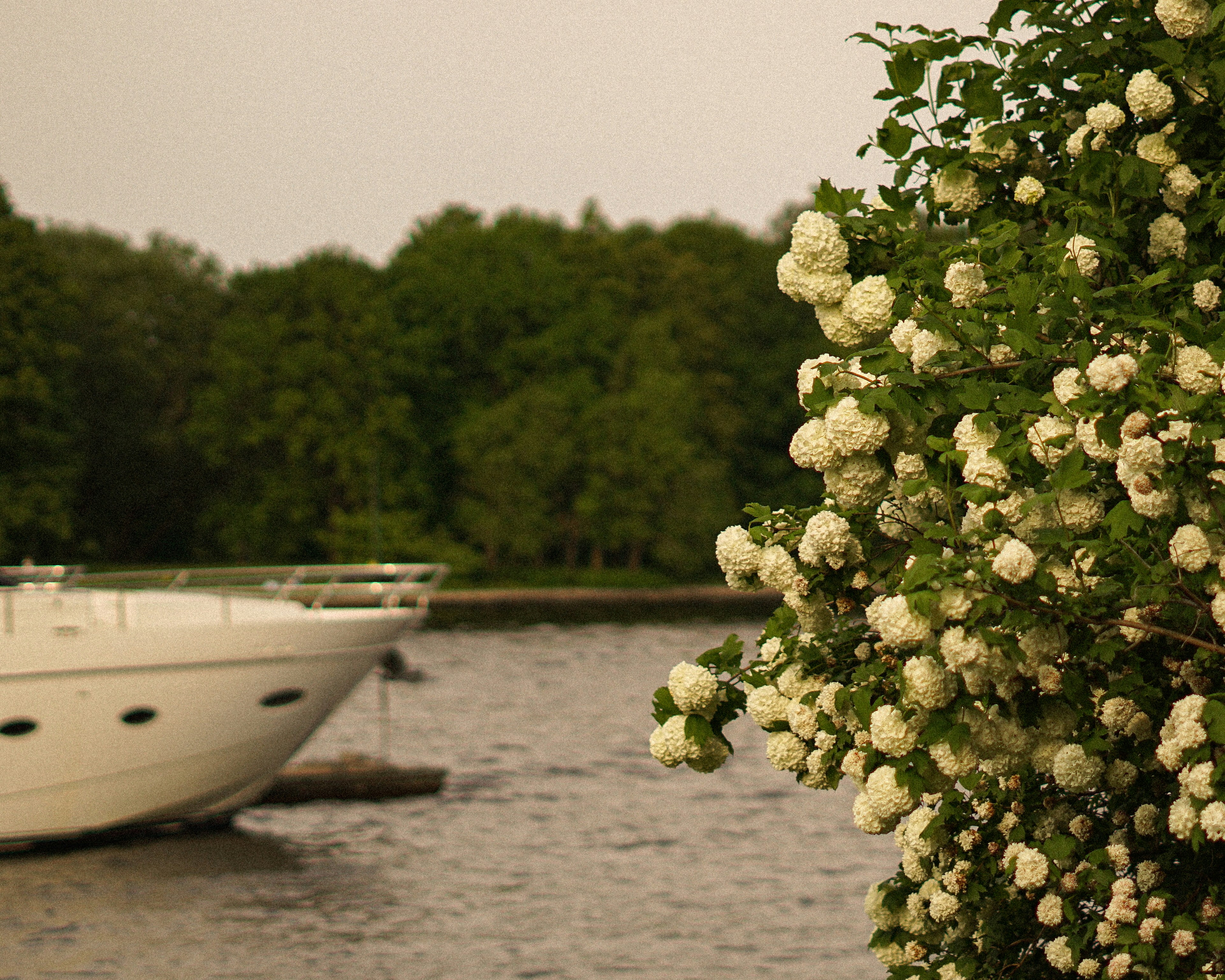 White Bloom Framing a Quiet Harbor with a Distant Vessel