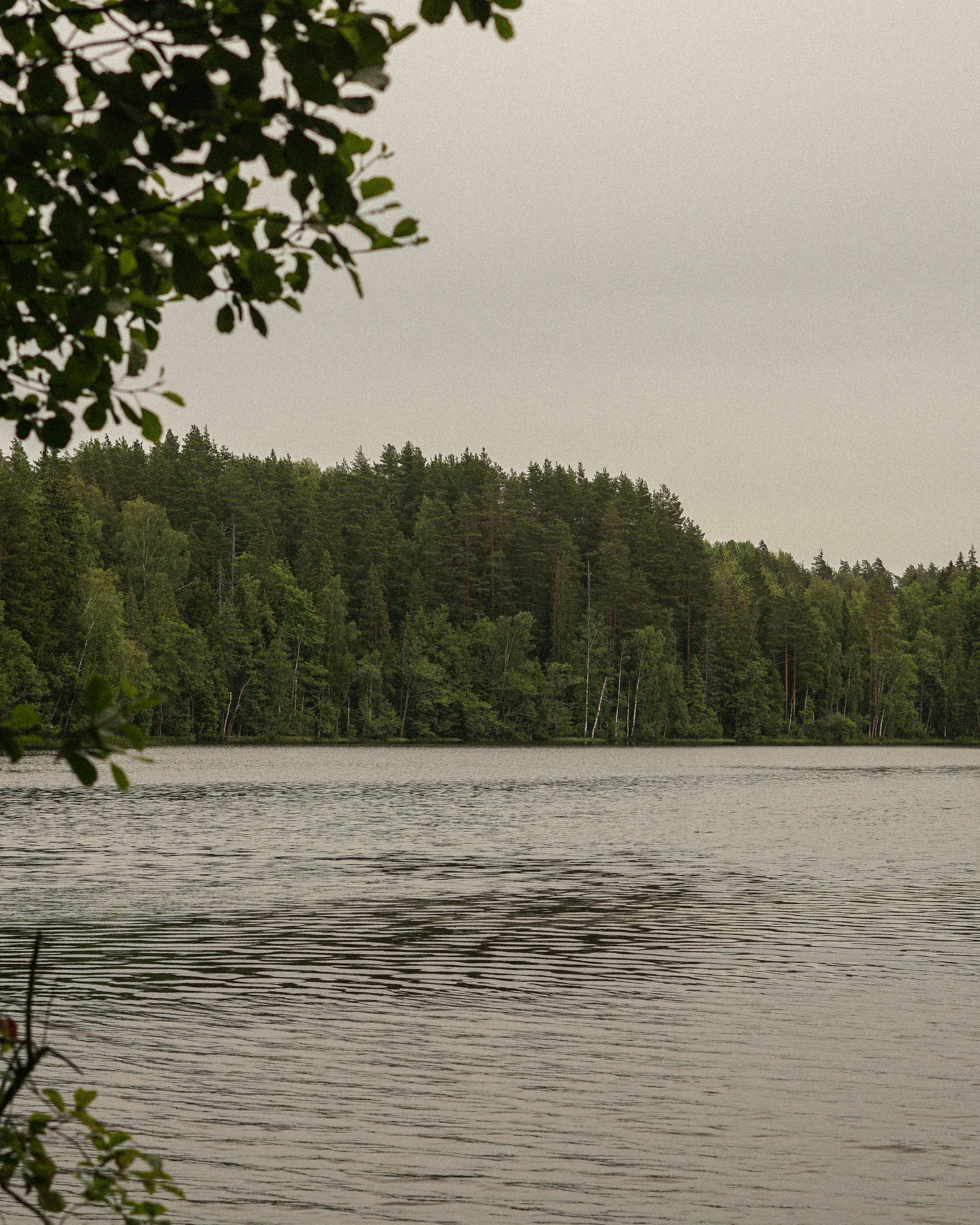 Calm lake with trees on the horizon