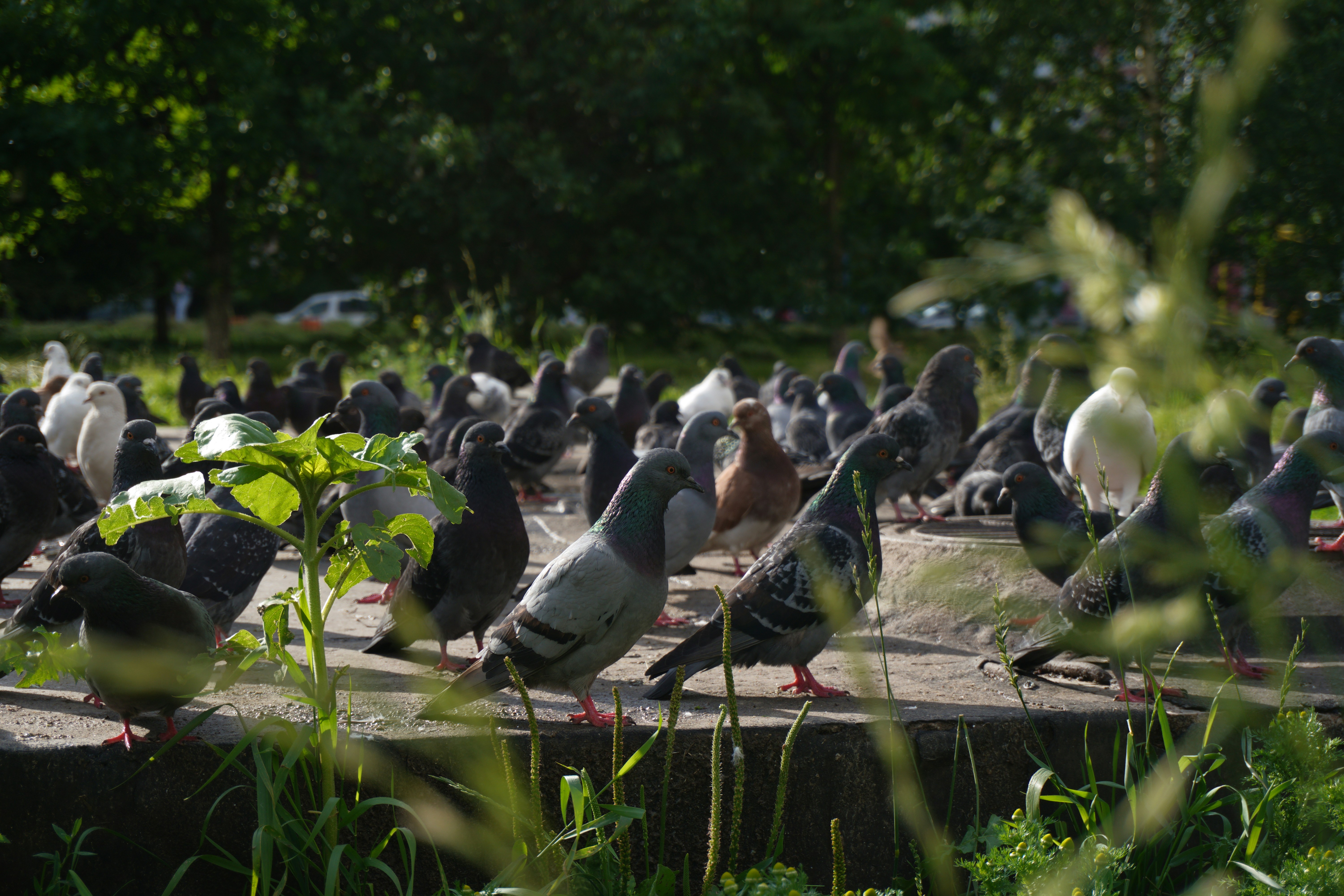 A flock of pigeons gathered in a park.