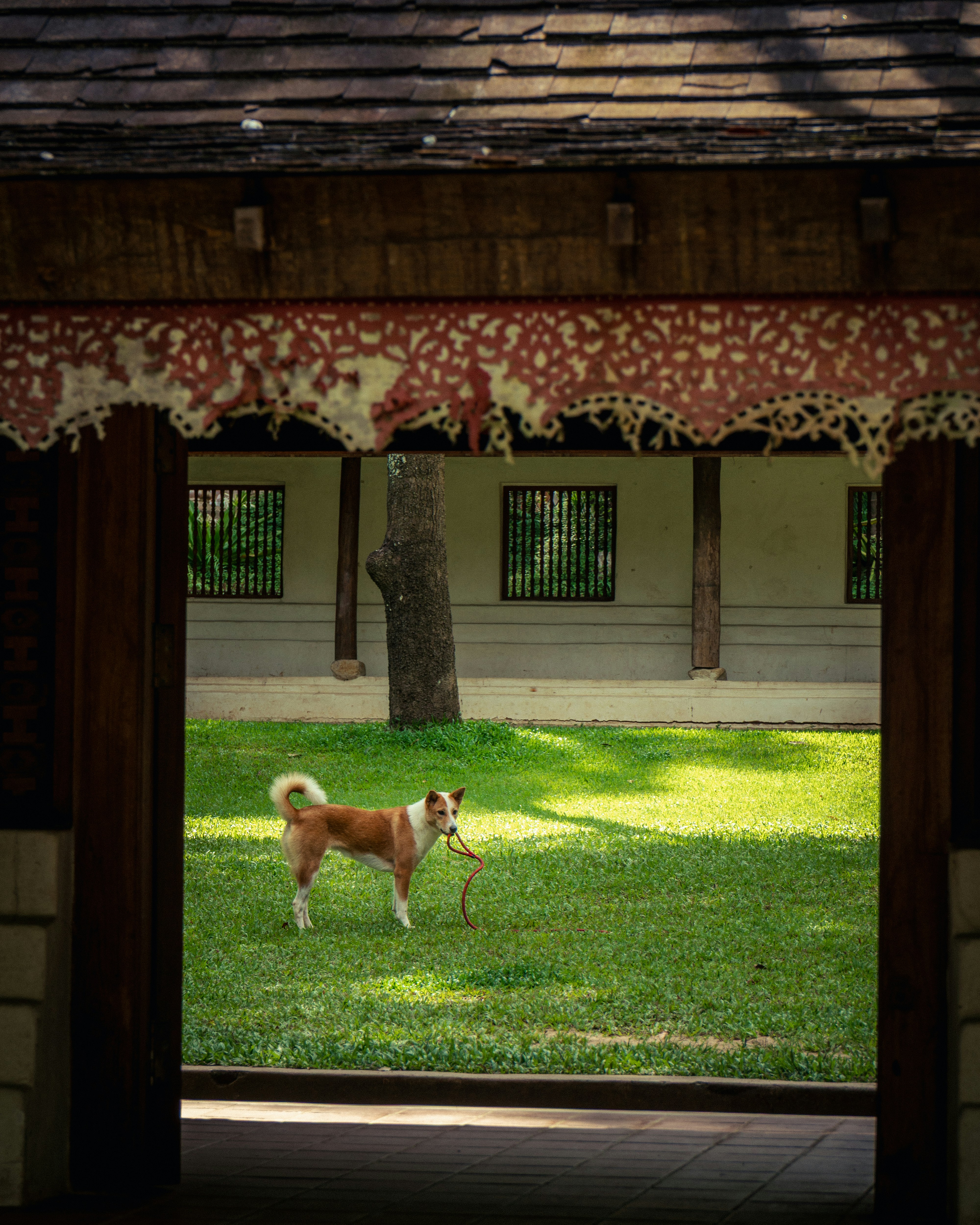 A brown and white dog stands on a grassy lawn.