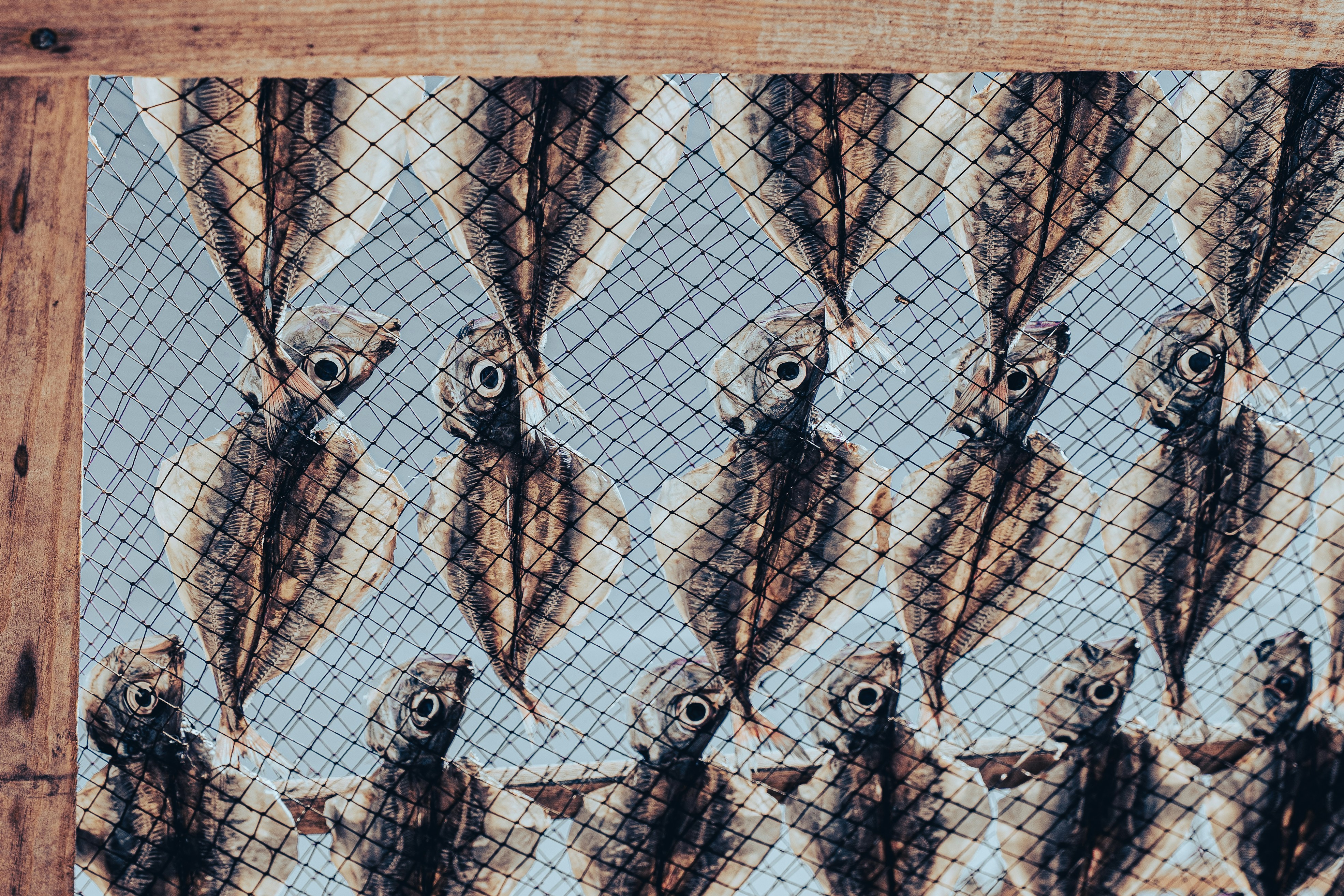 Rows of dried fish hanging on a net