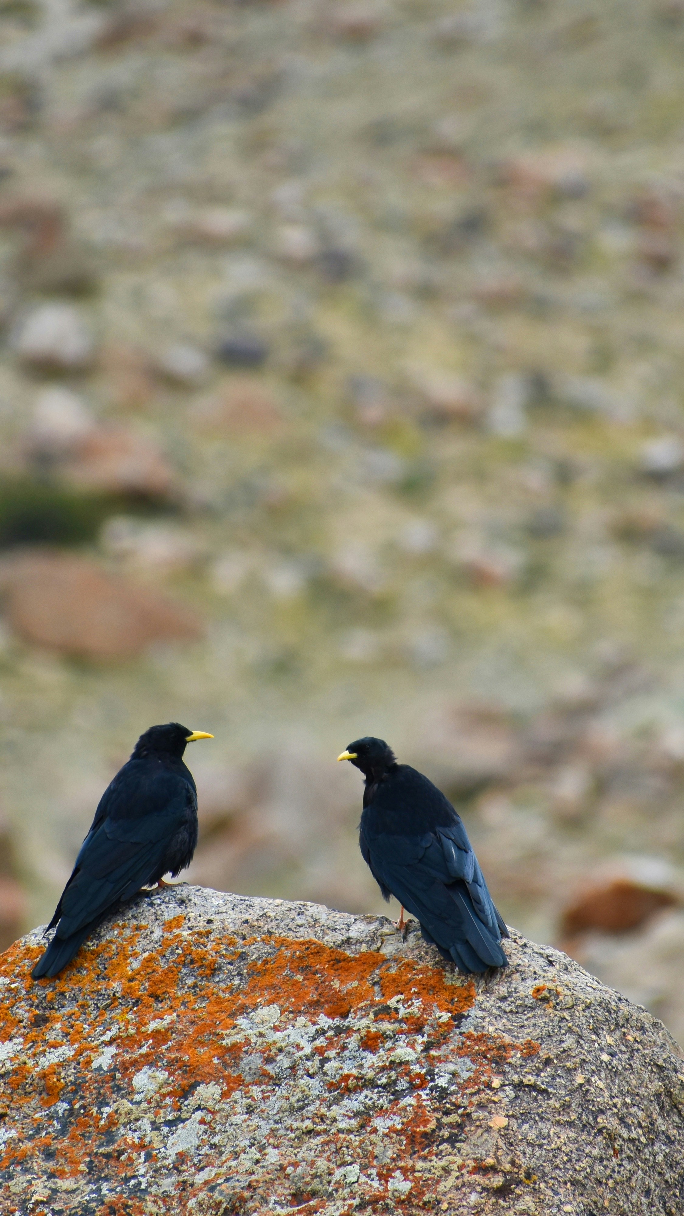 Two black birds perched on a lichen-covered rock.