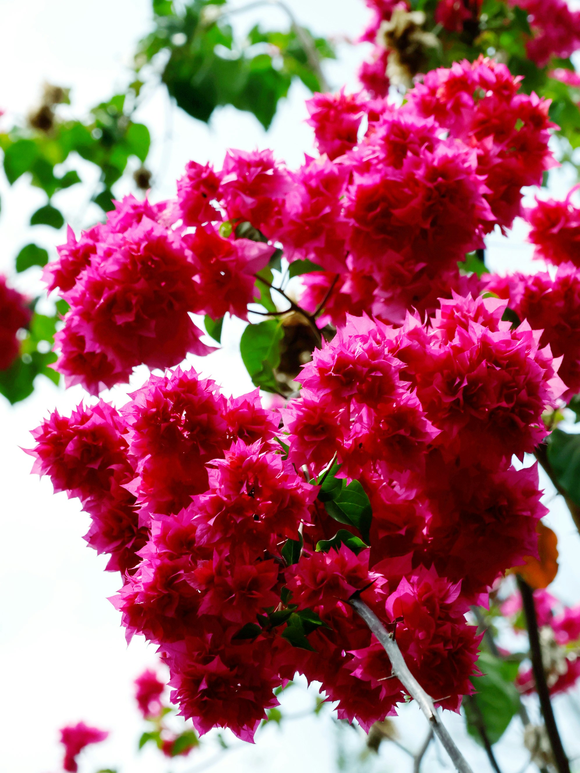 Vibrant Bougainvillea Blooms in Full Glory