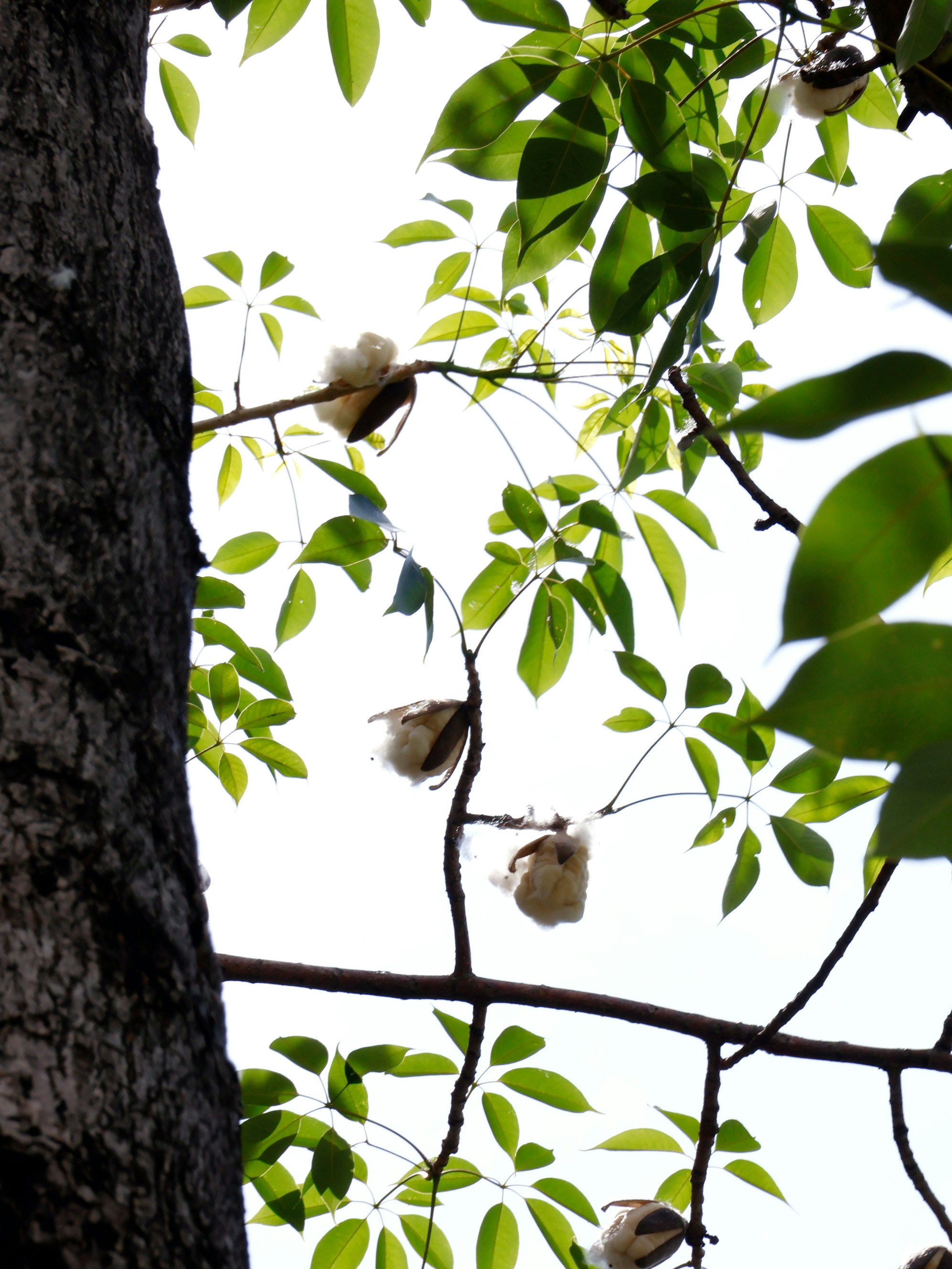 Whispers of Nature: A Cotton Blossom Symphony