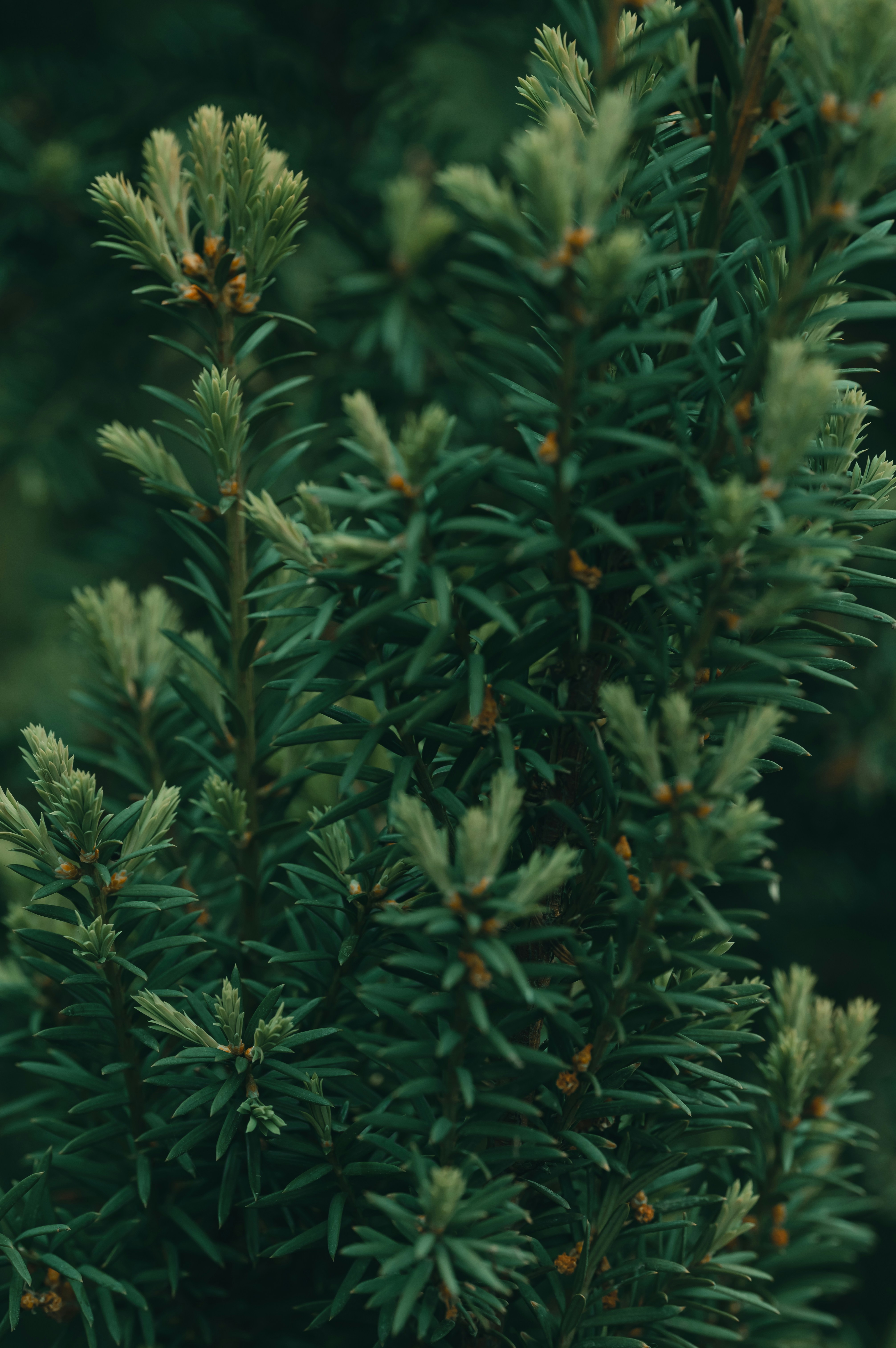 Close-up of dark green evergreen branches with new growth.