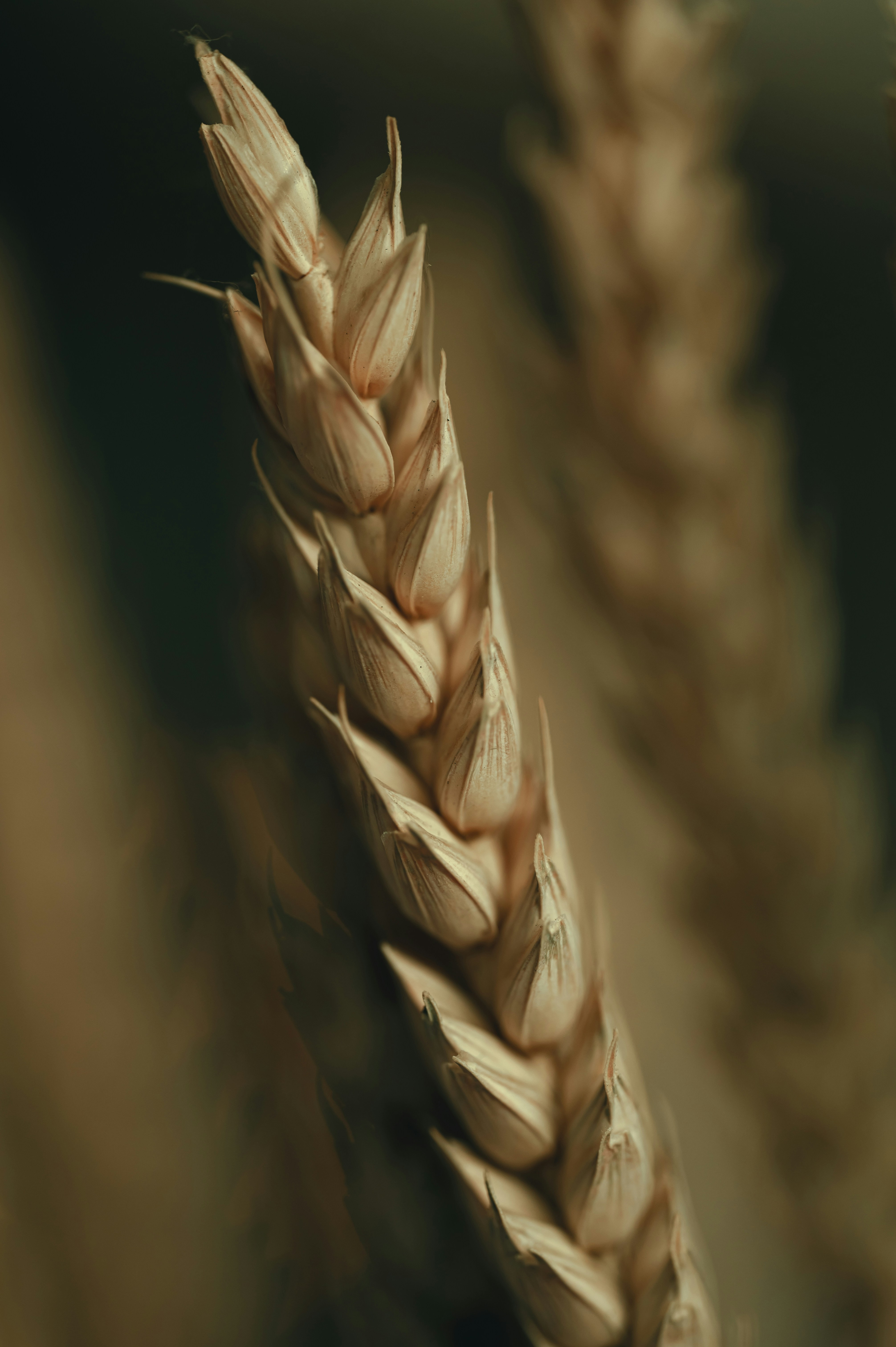Close-up of a golden wheat stalk with blurred background.