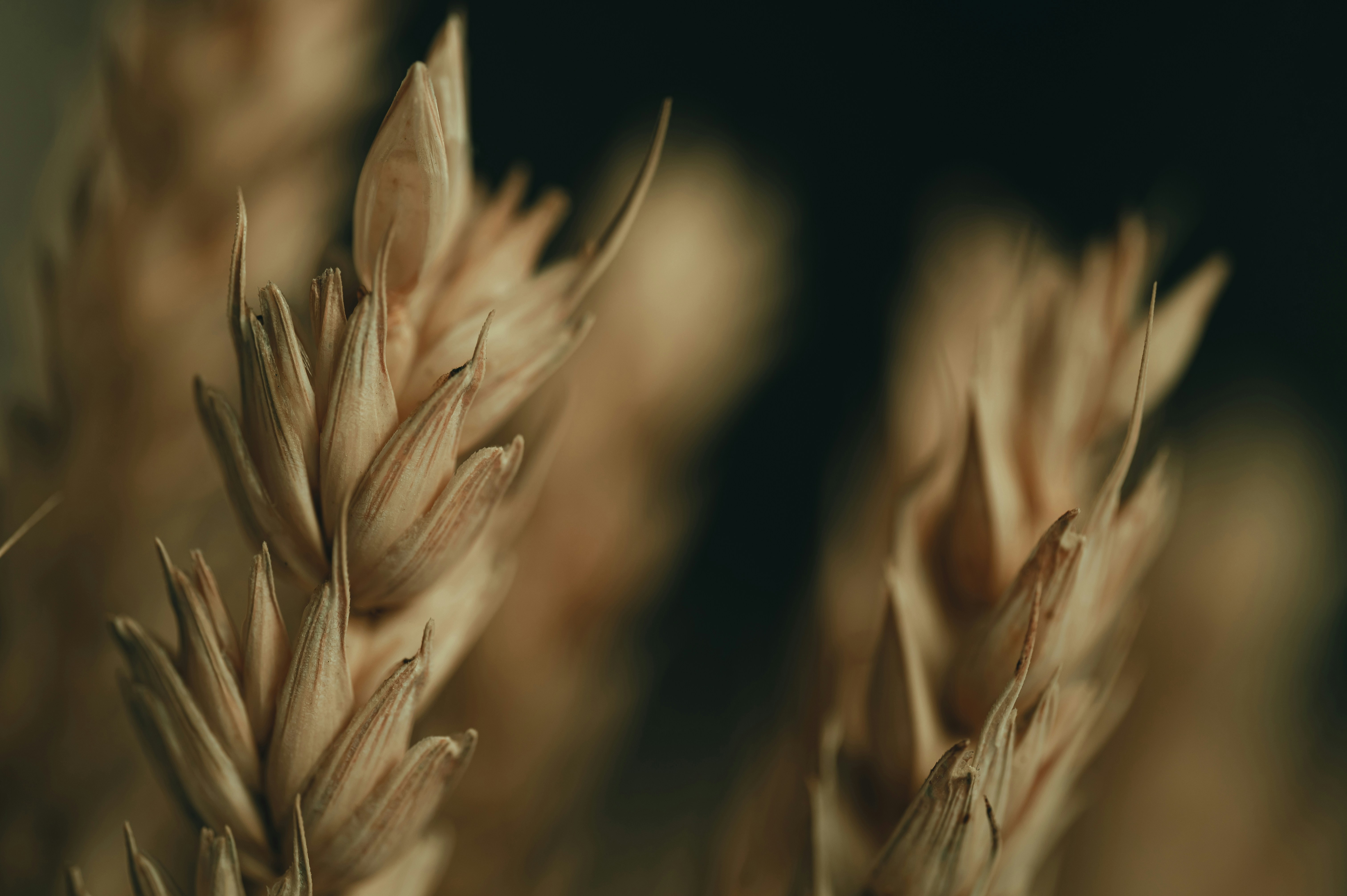 Close-up of golden wheat stalks against a dark background, highlighting their intricate textures and natural beauty.
